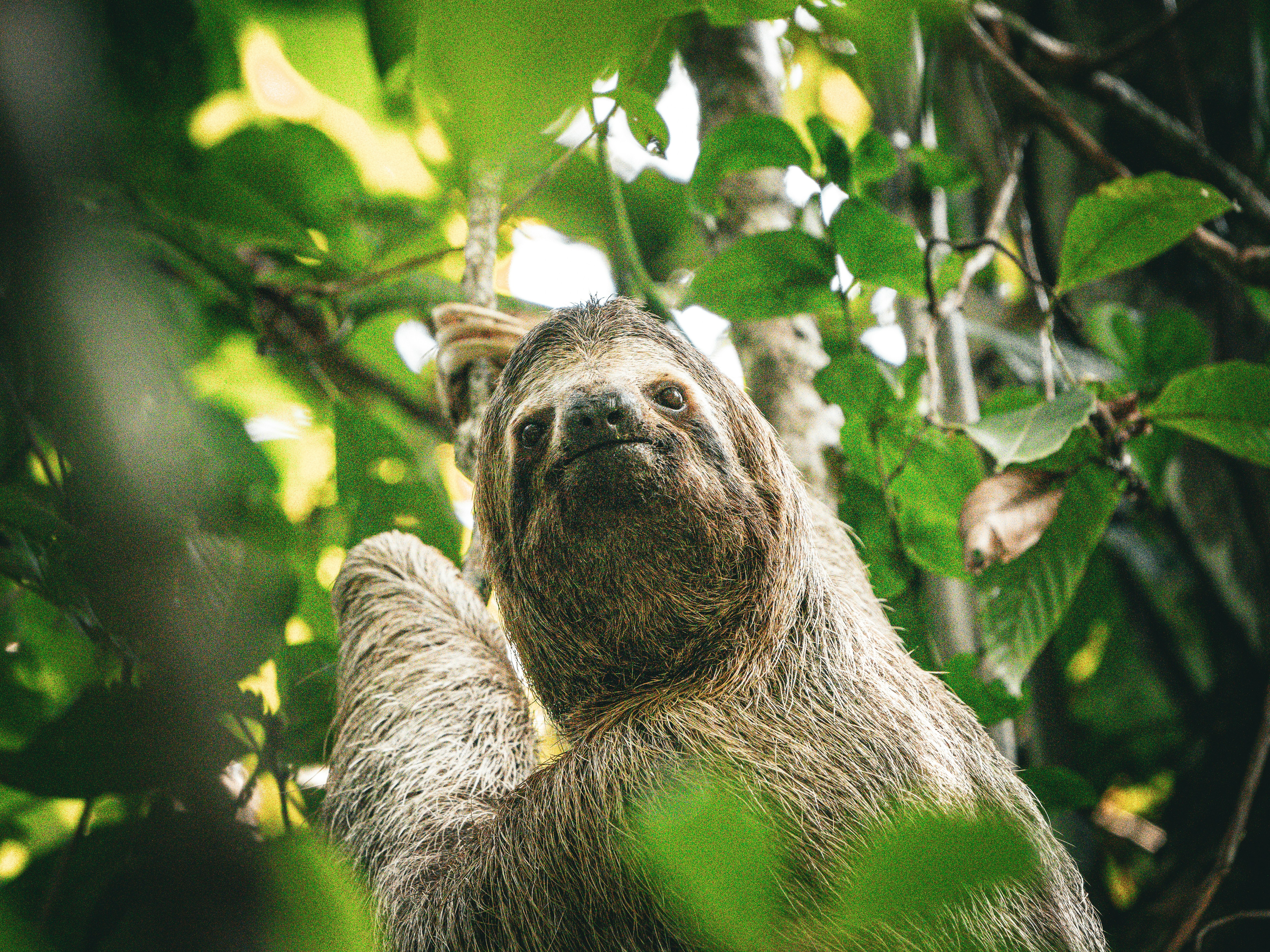 A sloth hanging from a tree branch in the jungle photo – Free Animal ...