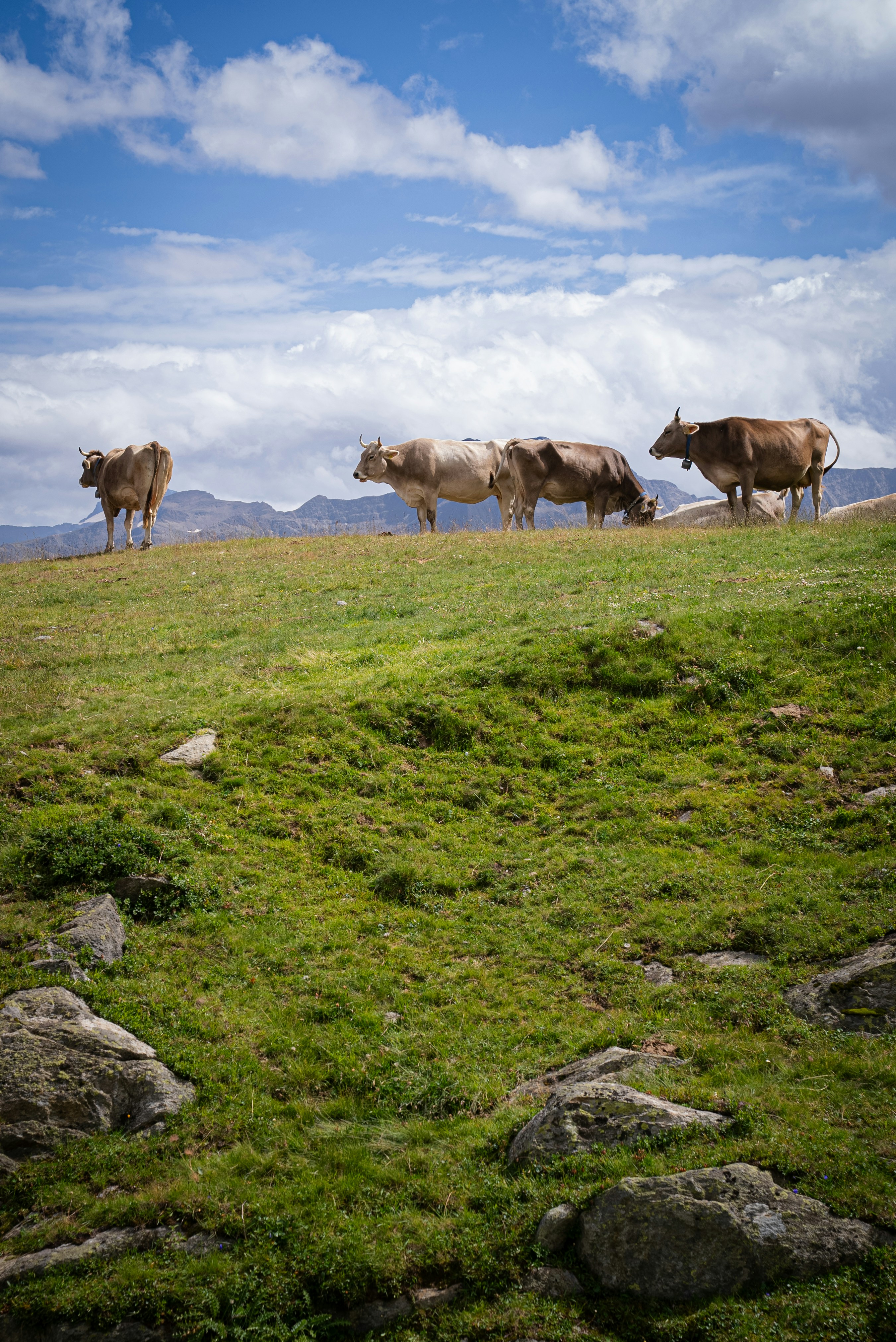 Cows on an alp near the Aletschgletscher in Switzerland.