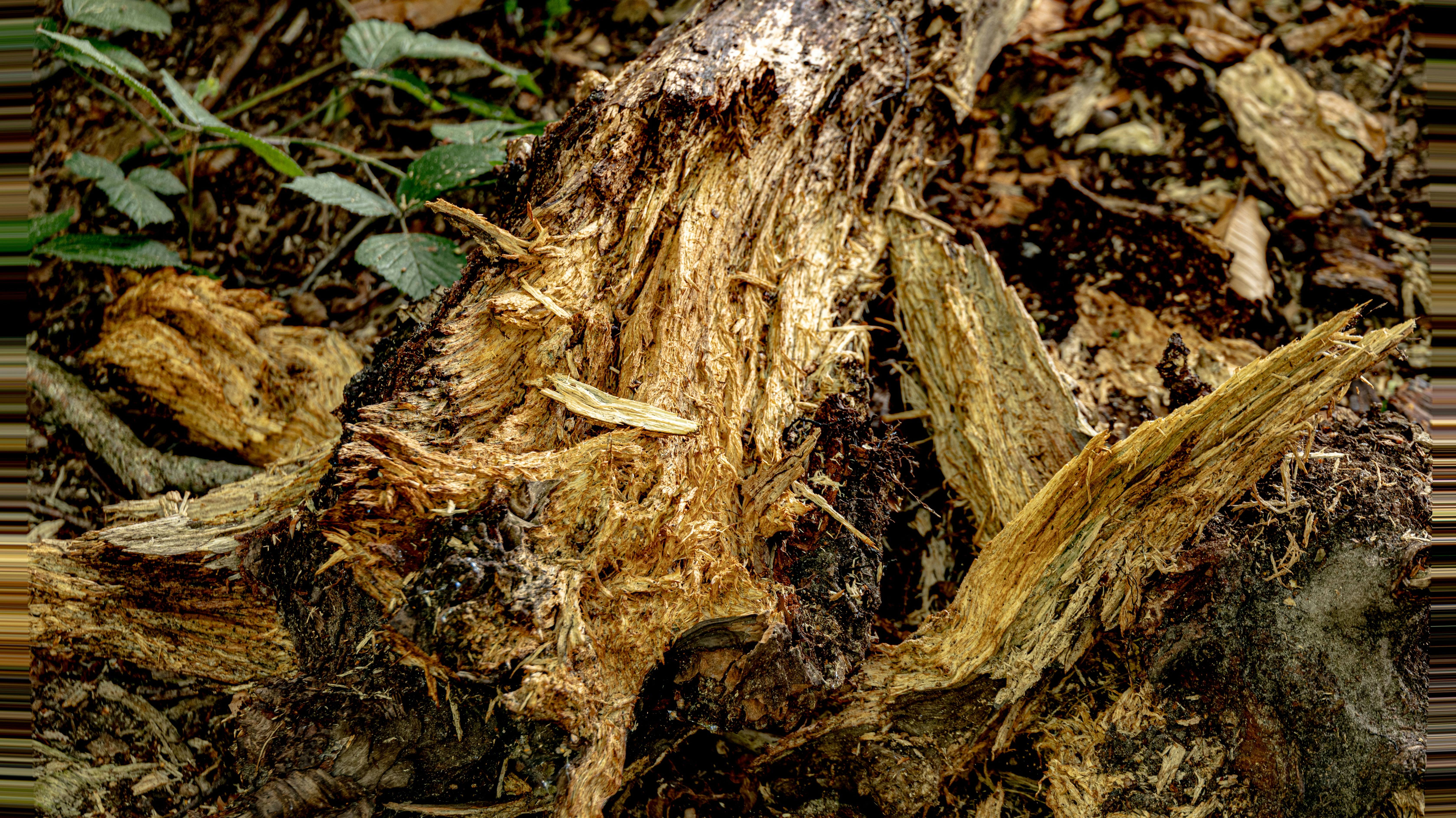 A close up of a tree that has been cut down photo – Free Plant Image on ...