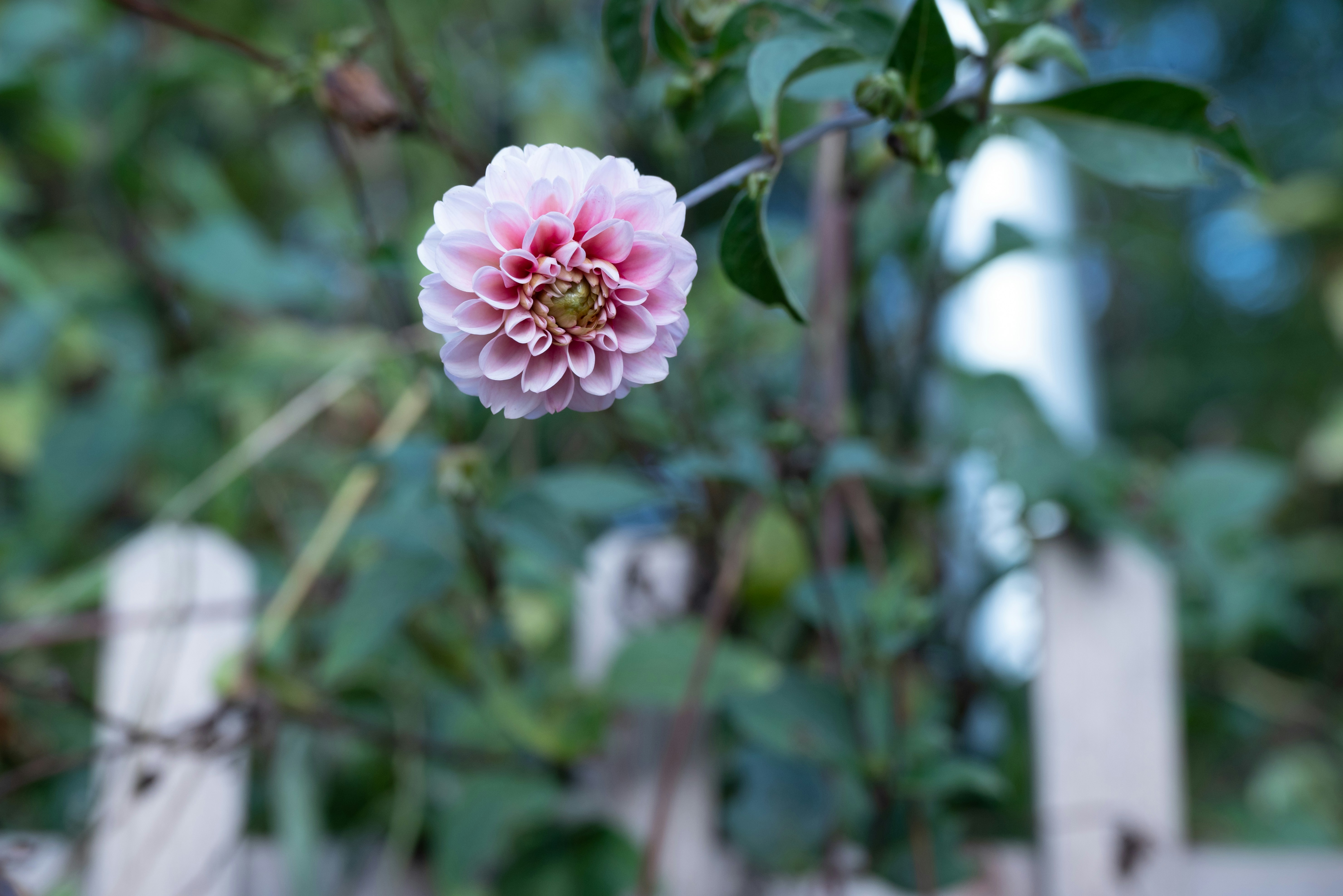A pink flower is blooming in a garden photo – Free Qi jiang Image on ...