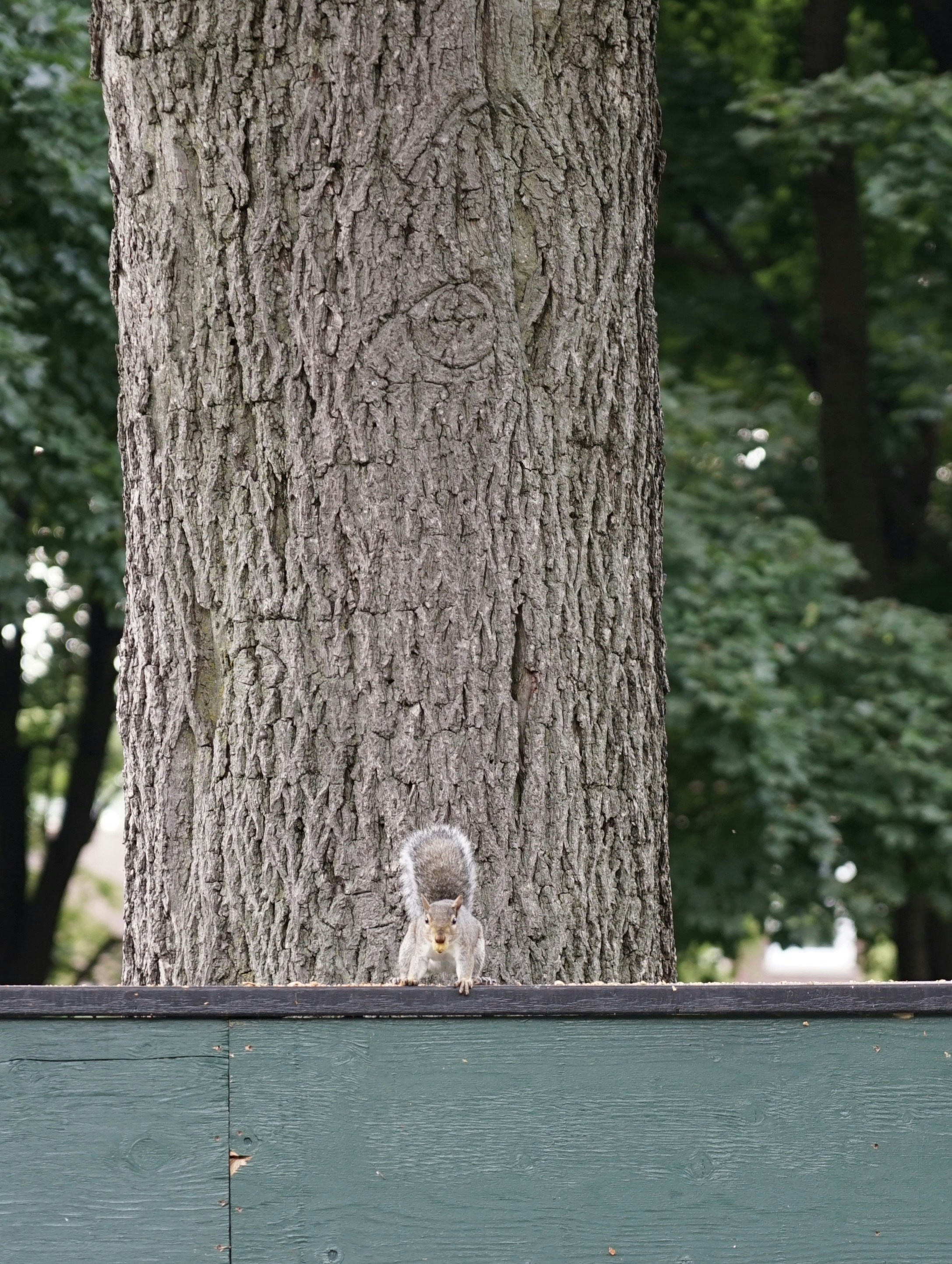 Boundary Watcher: Squirrel Peering Over a Weathered Green Fence Beneath a Giant Tree