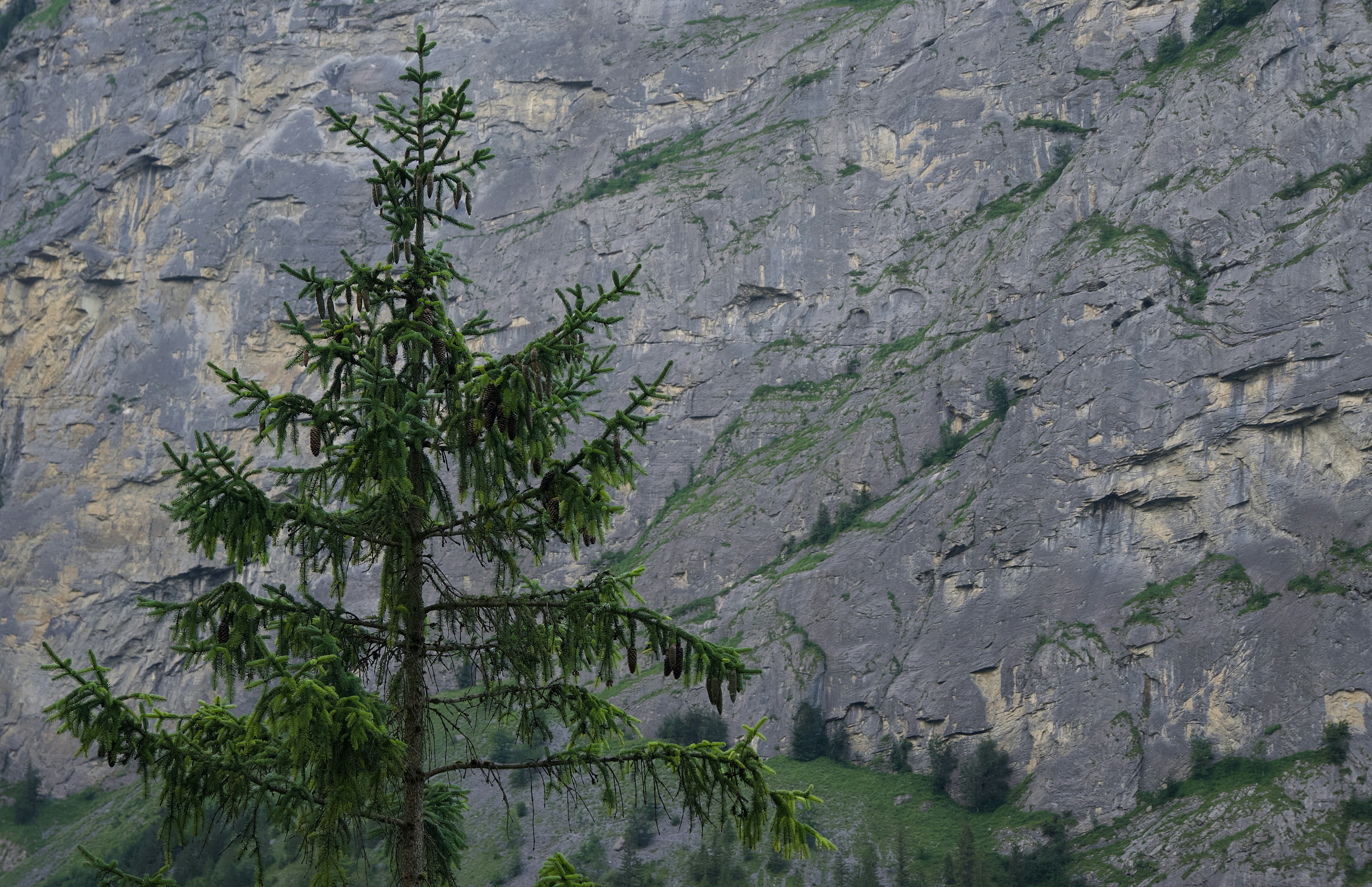 A spruce tree in front of a mountain face in Lauterbrunnen, Canton of Bern, Switzerland.