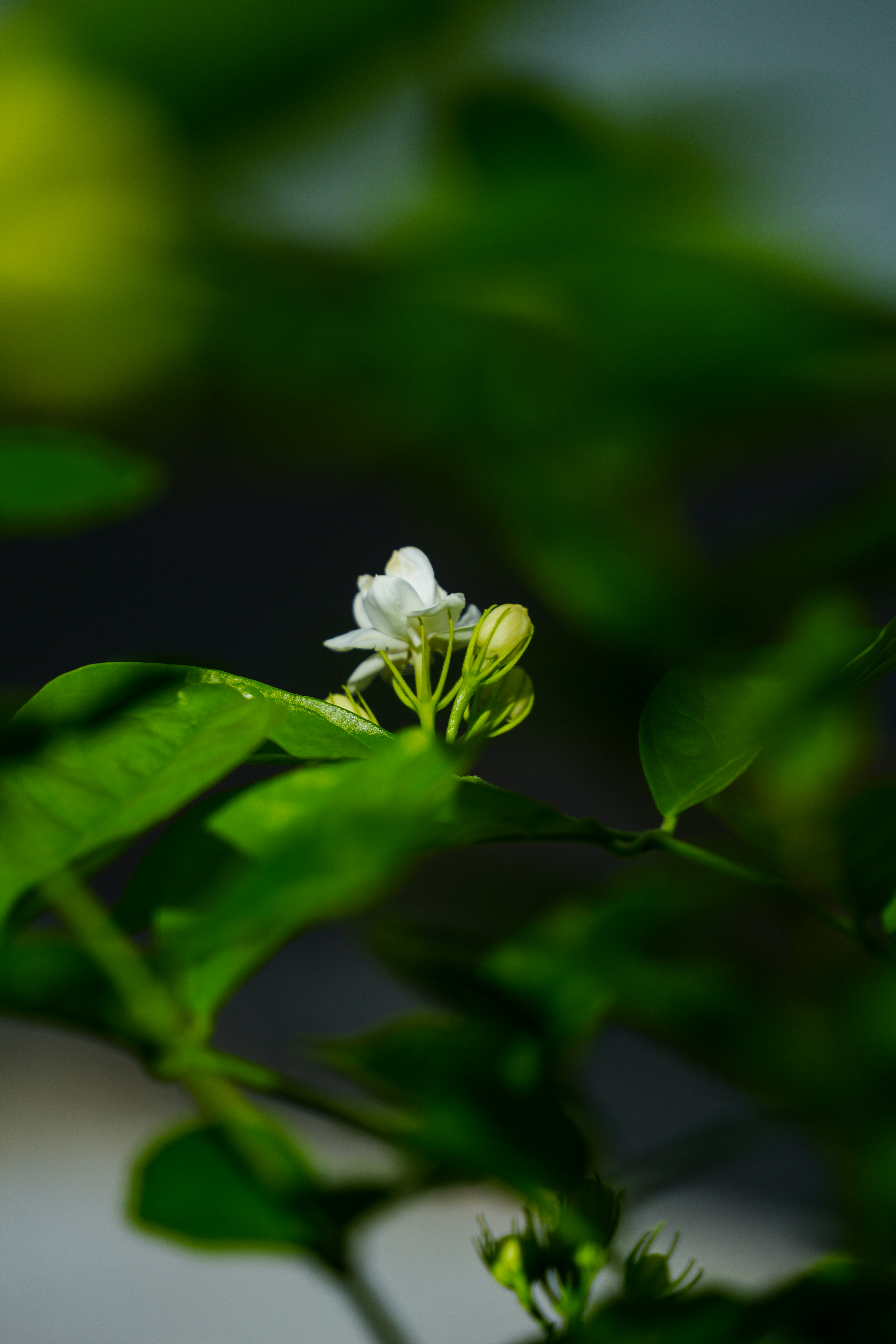 White blossom in a sea of green: a quiet microcosm of growth