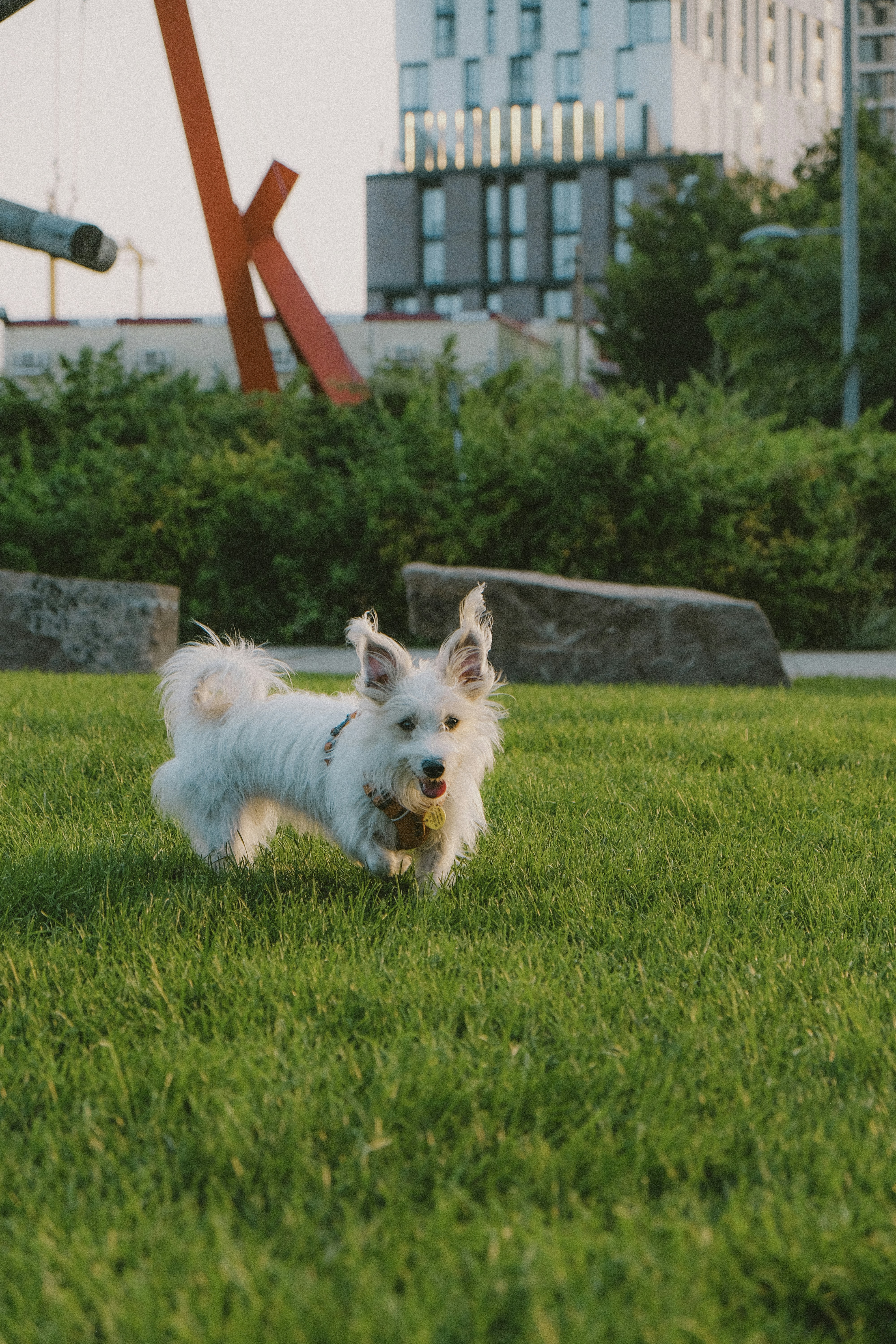 Lawnbound and Light: White Terrier Racing Past a Red Urban Landmark