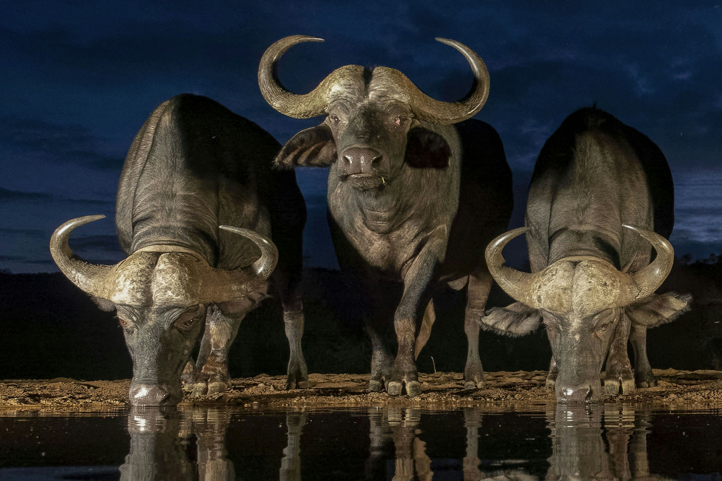 Moonlit Waterhole Vigil: Three Cape buffalo at the edge under night sky