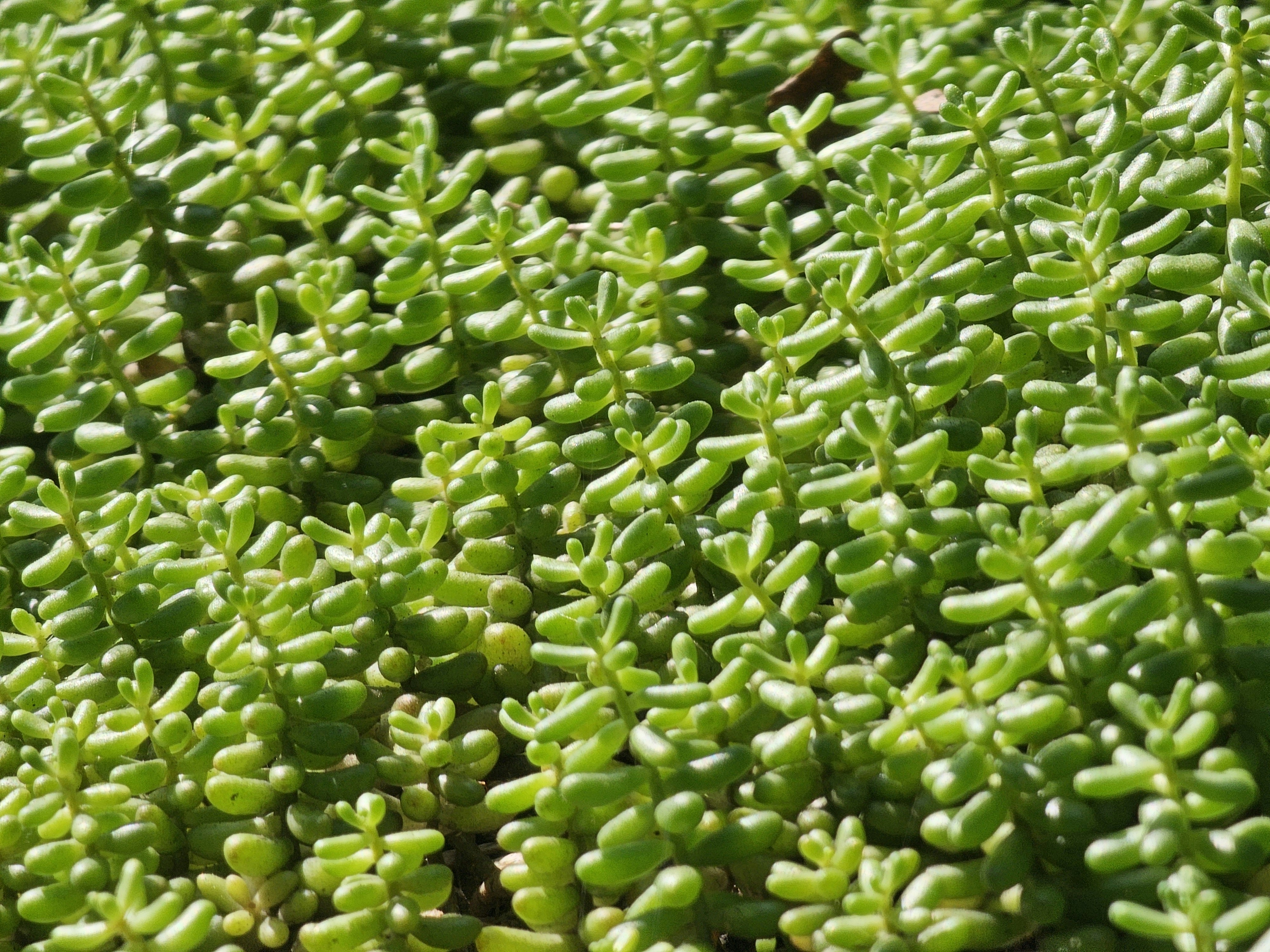 A bunch of green plants that are growing together photo – Free Close up ...