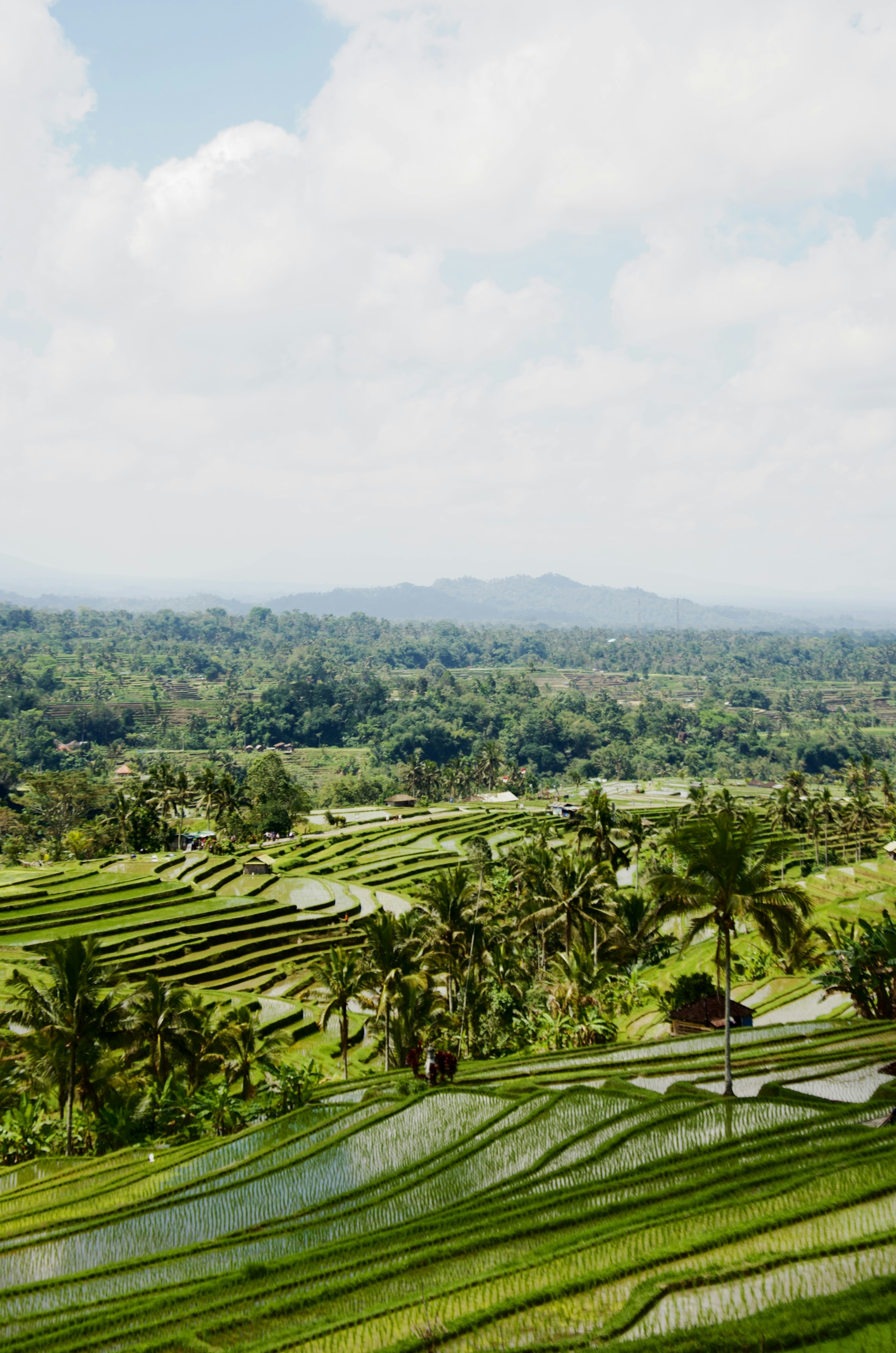 A lush green field with palm trees and mountains in the background