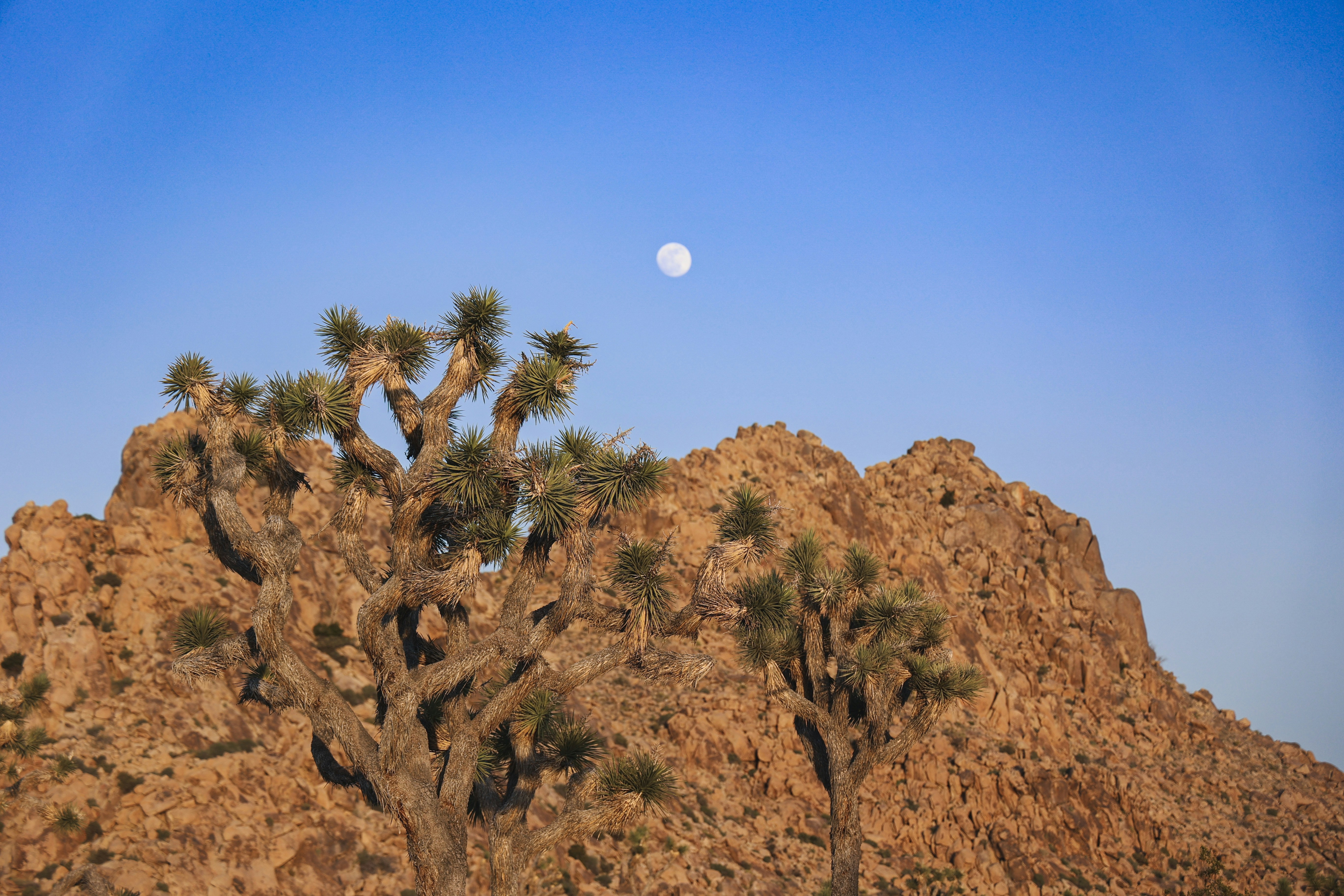 A full moon rises over a desert landscape photo – Free Joshua tree ...