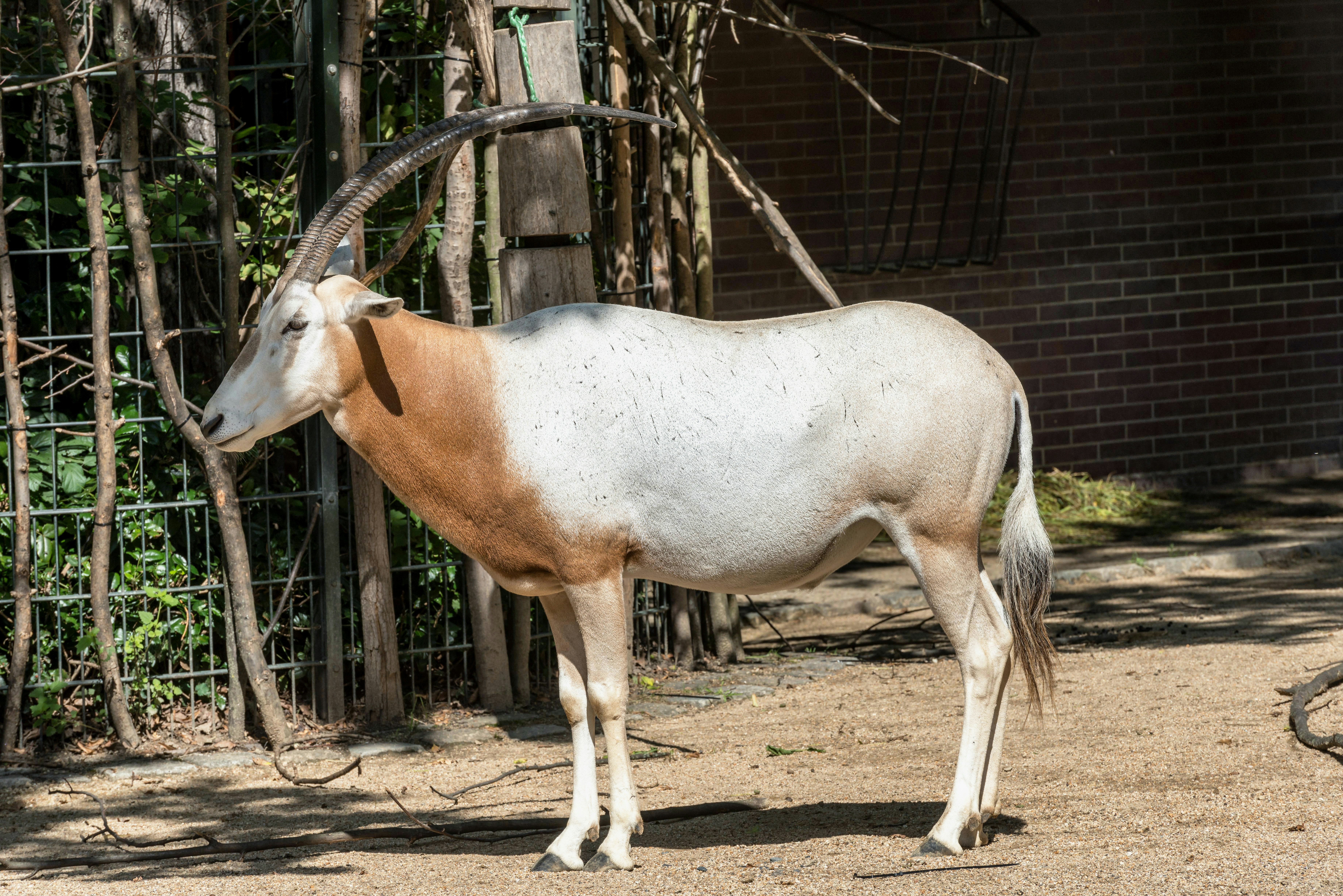 A brown and white animal standing on top of a dirt field photo – Free ...