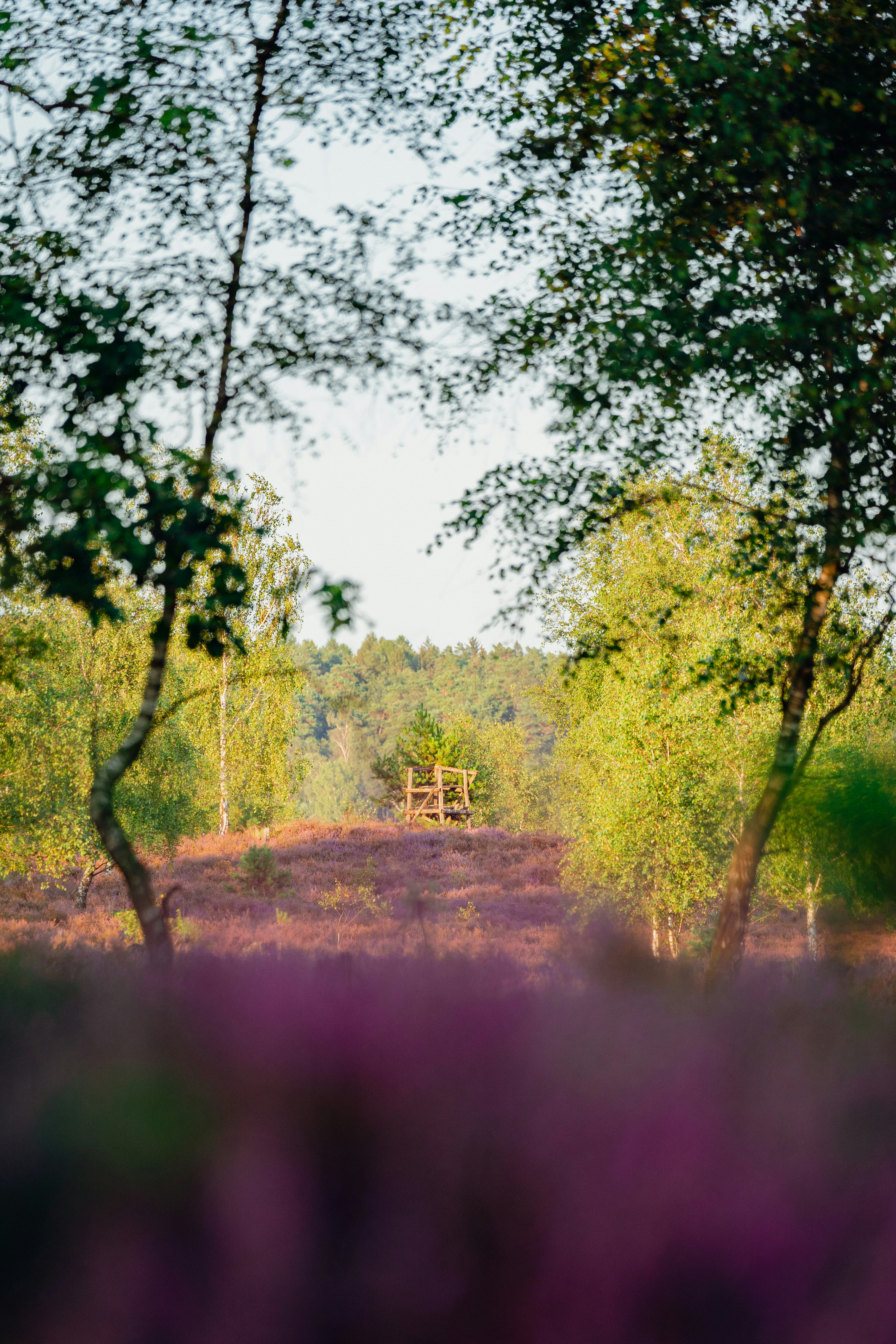 Wooden Lookout Amid a Purple Moor in Spring Light
