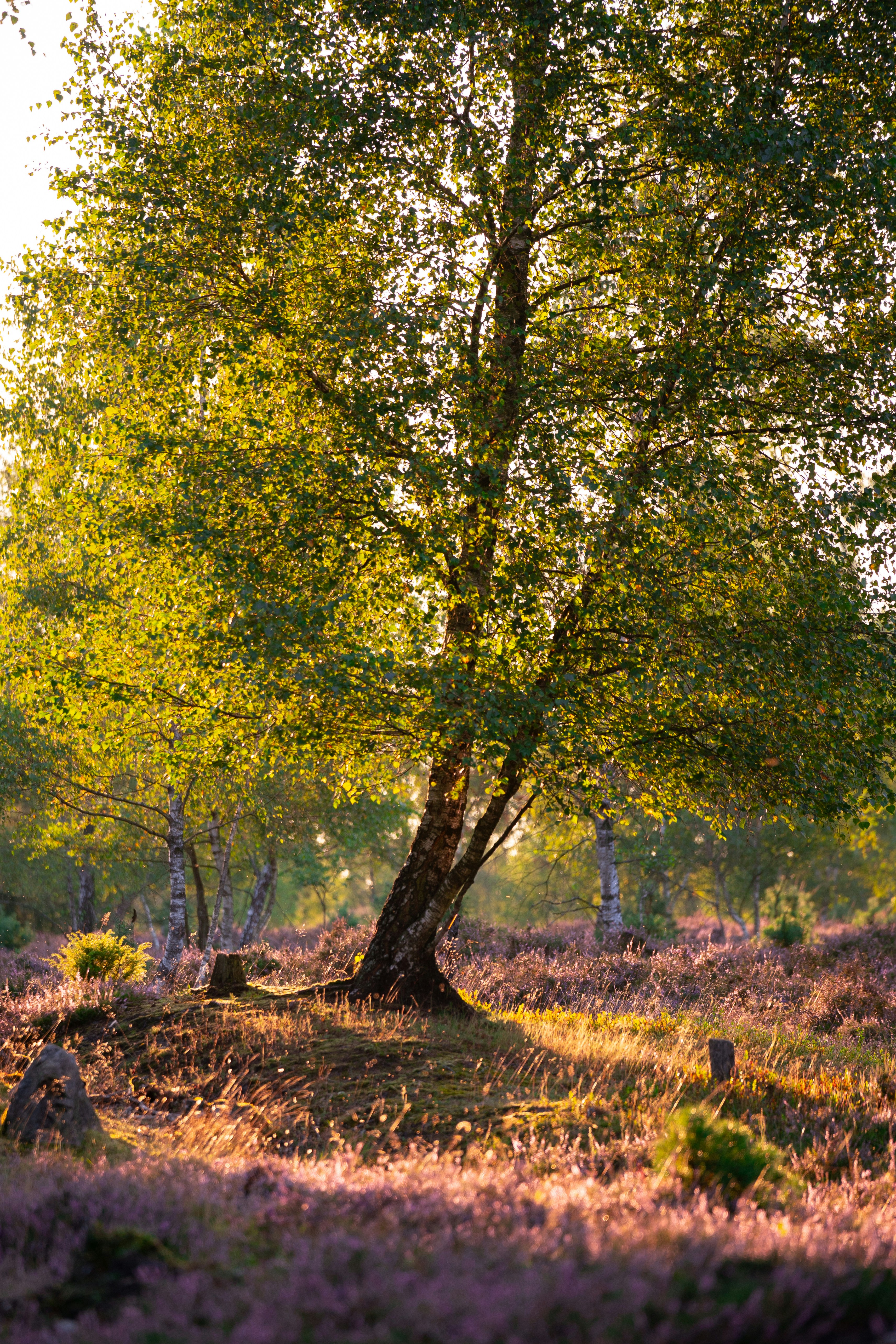 Un árbol solitario en un campo de flores moradas foto – Imagen de ...