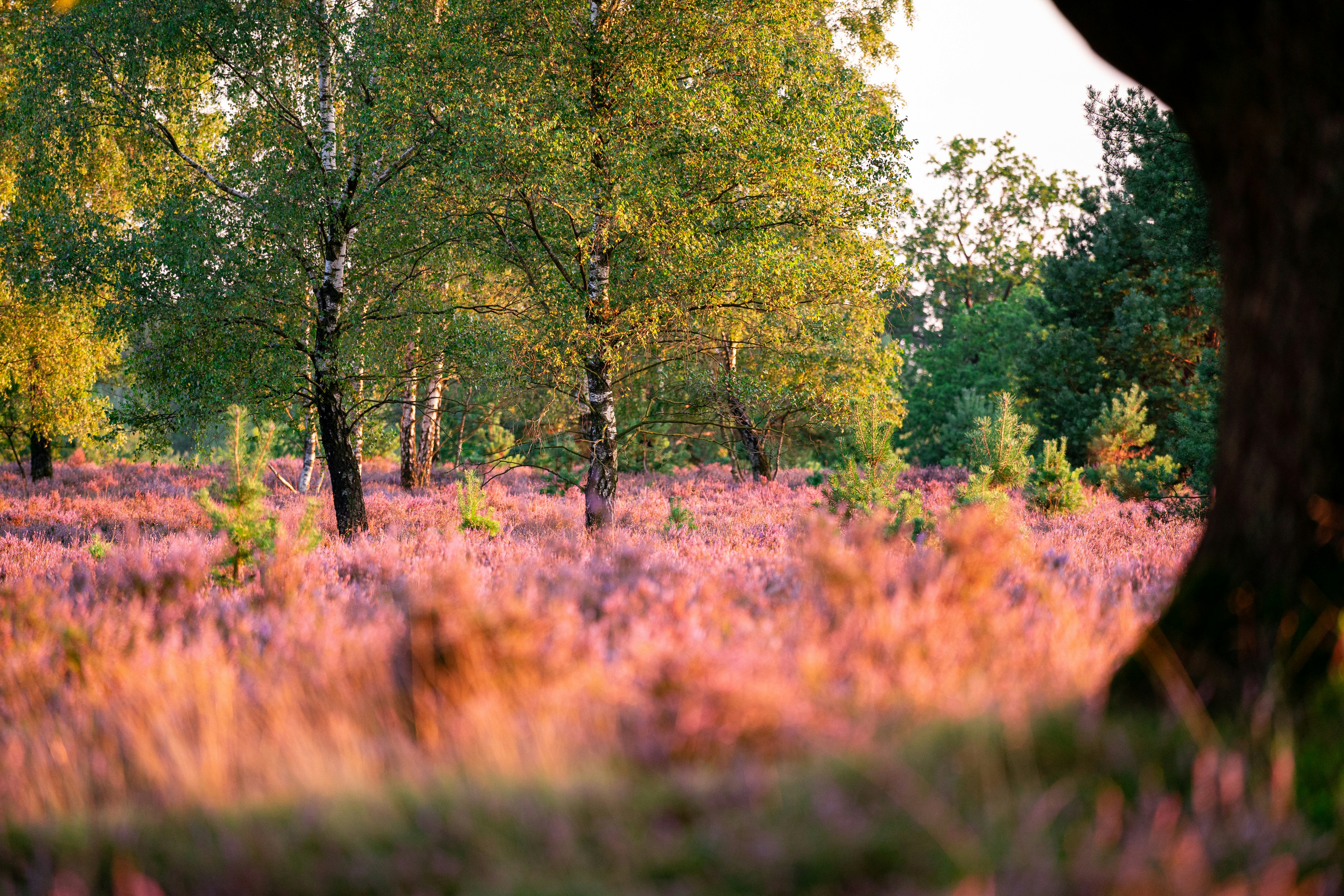 Un campo lleno de flores y árboles morados foto – Imagen de Lüneburger ...