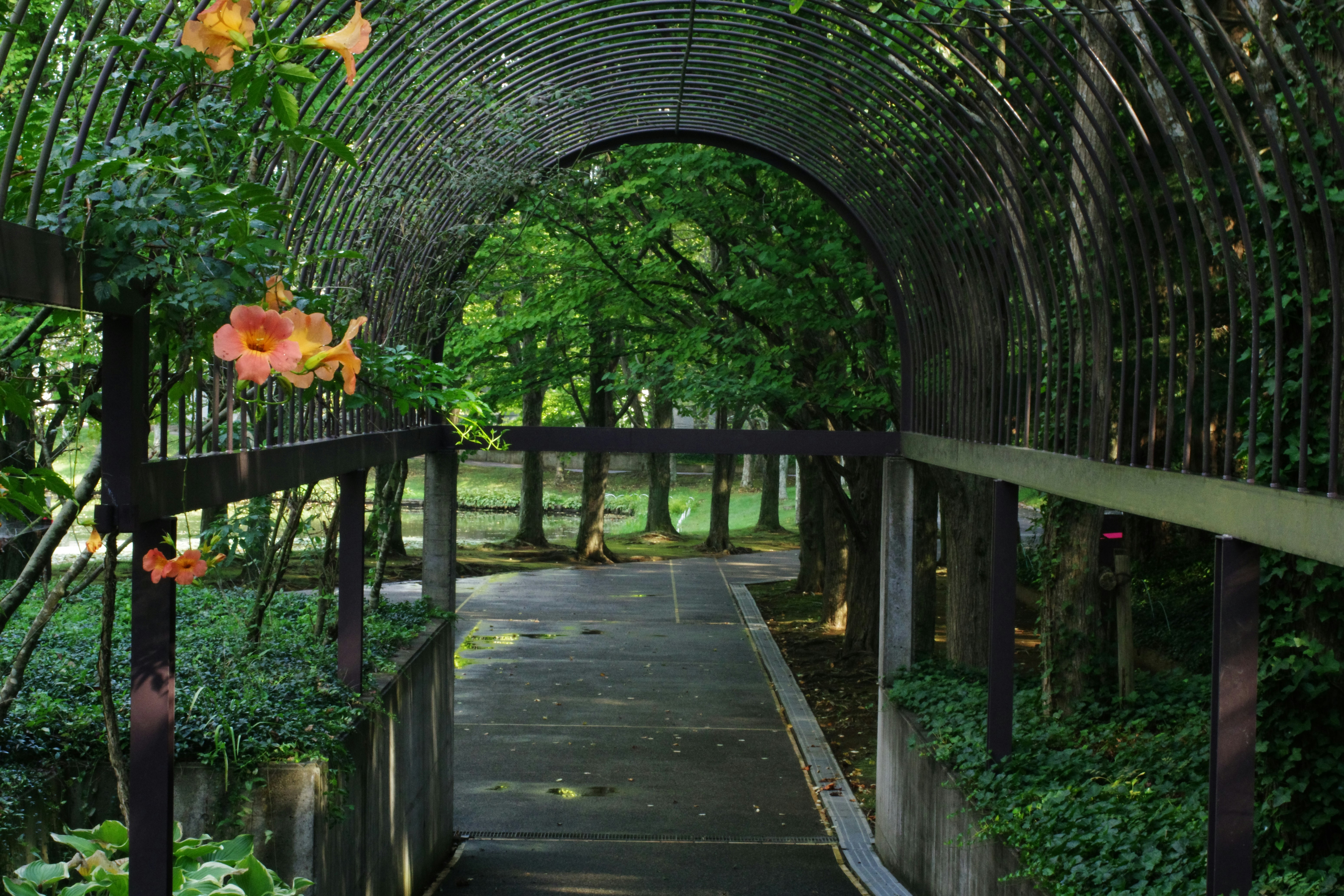 Beautiful green and flower garden、新緑と美しい花が織りなす絶景 A superb view of fresh greenery and beautiful flowers、Give a bouquet of flowers 花束贈るA superb view of Japan's beautiful village and flowers