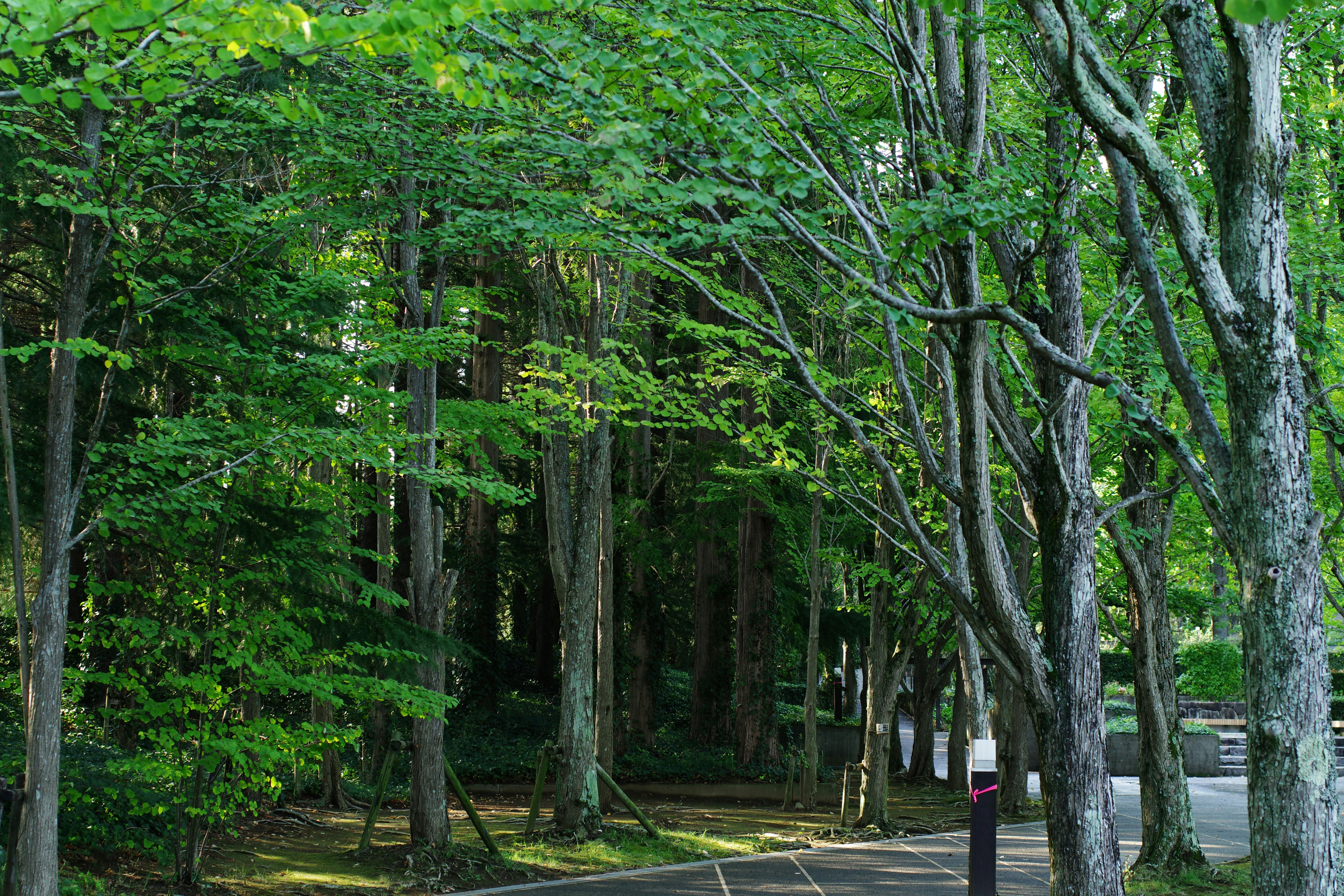 Beautiful green and flower garden、新緑と美しい花が織りなす絶景 A superb view of fresh greenery and beautiful flowers、Give a bouquet of flowers 花束贈るA superb view of Japan's beautiful village and flowers