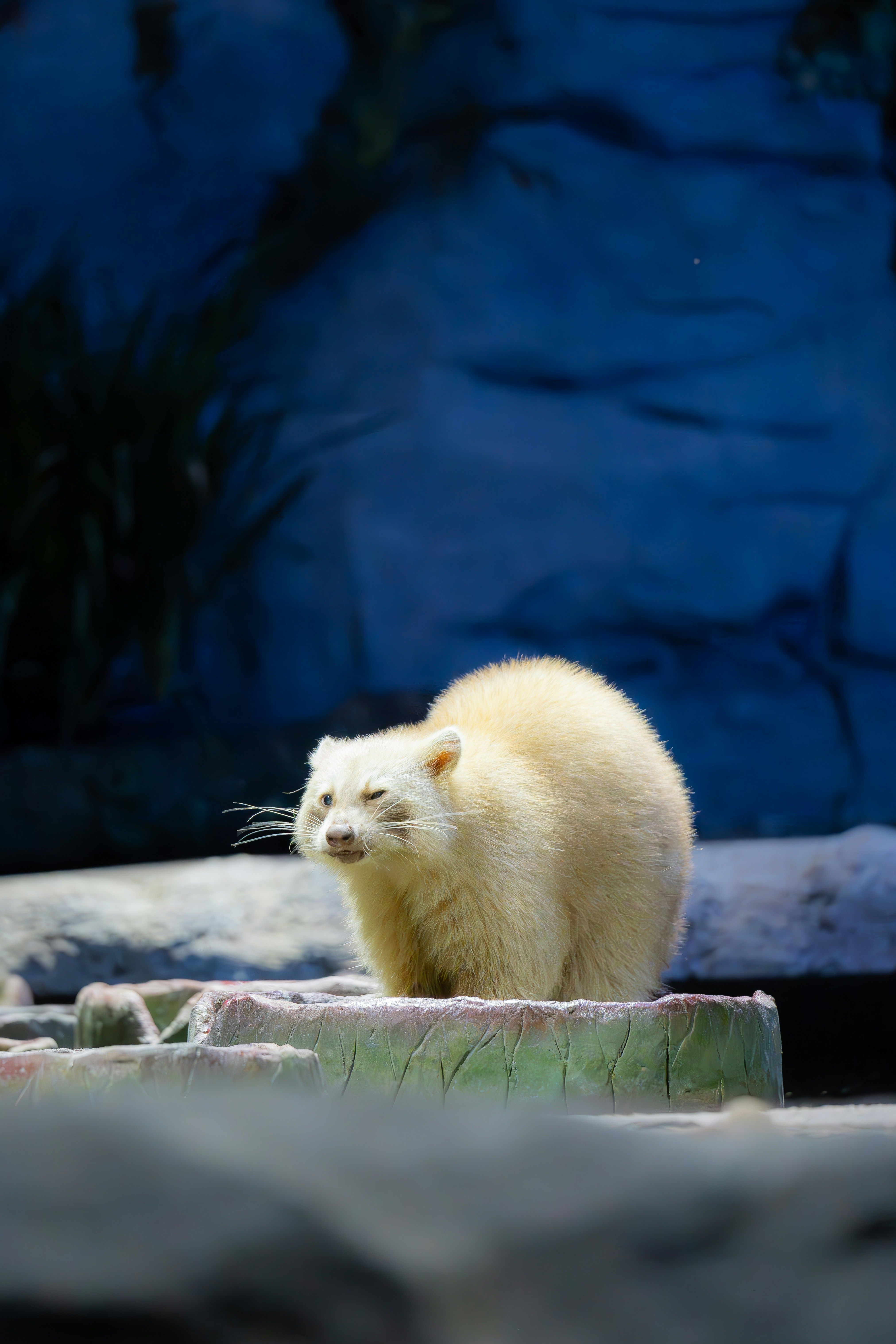 A white polar bear standing in a zoo exhibit photo – Free Singapore ...