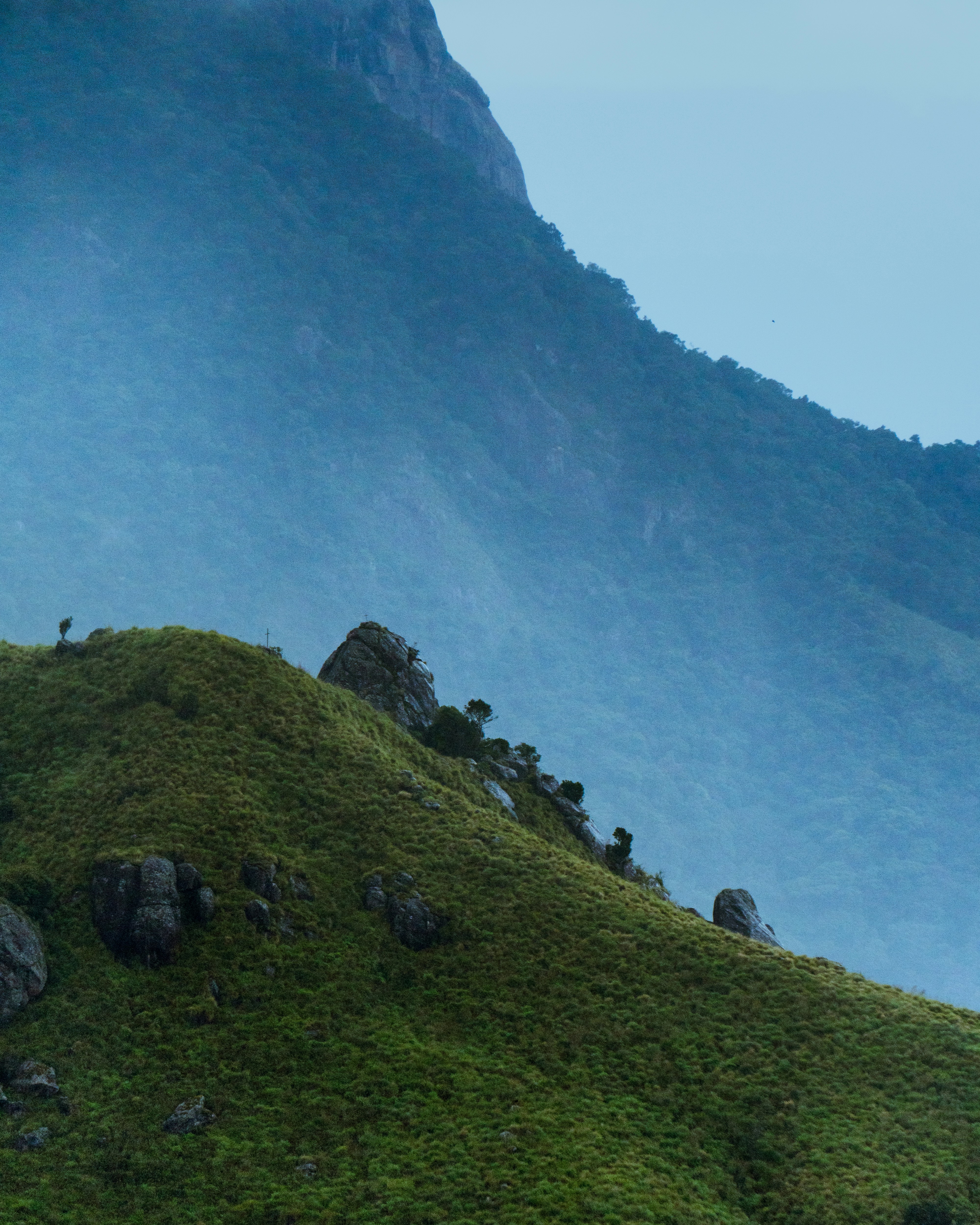 Lone Scrub on a Green Ridge Beneath a Misty Blue Veil