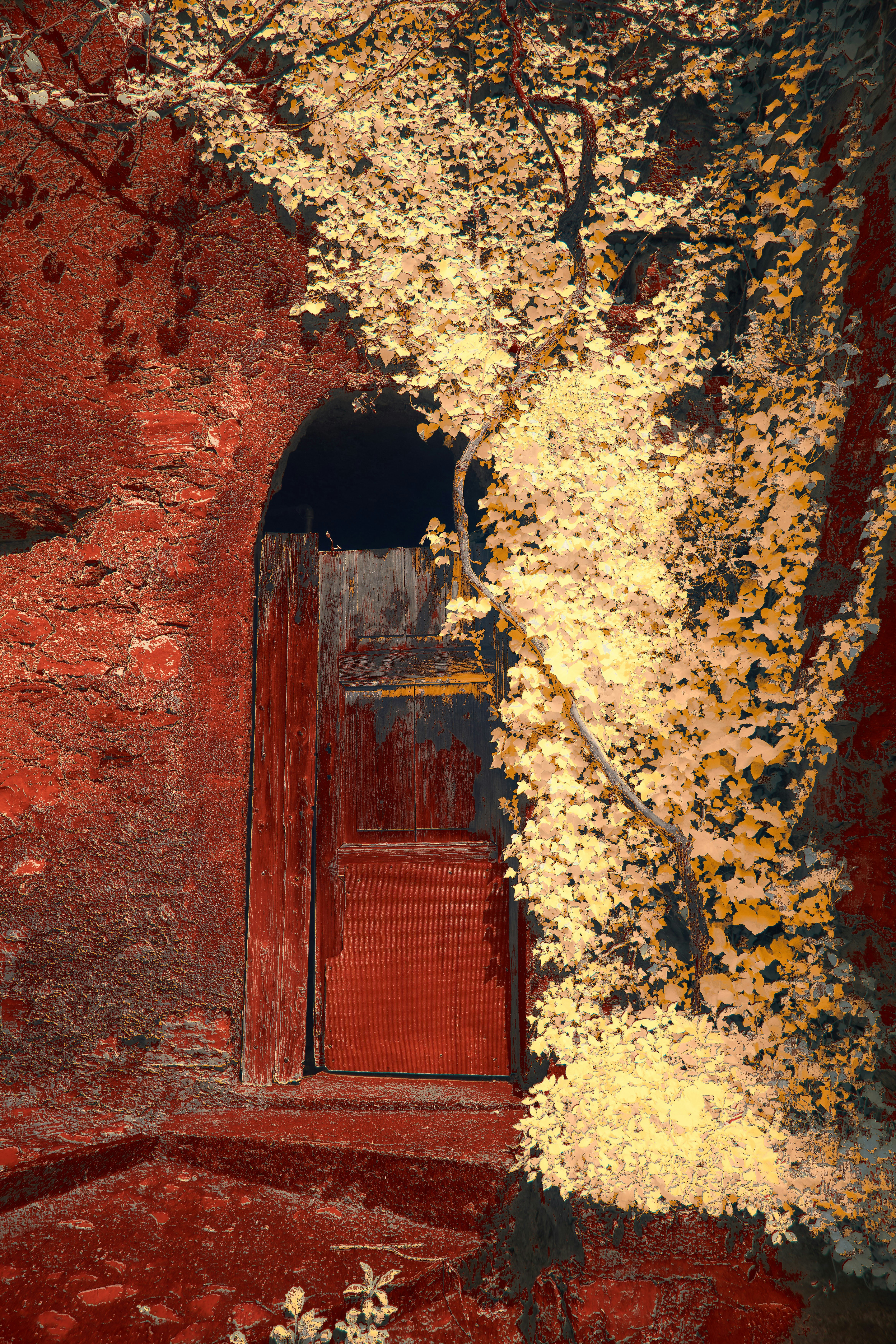 Overgrown Doorway: Red Brick, Moonlit Ivy