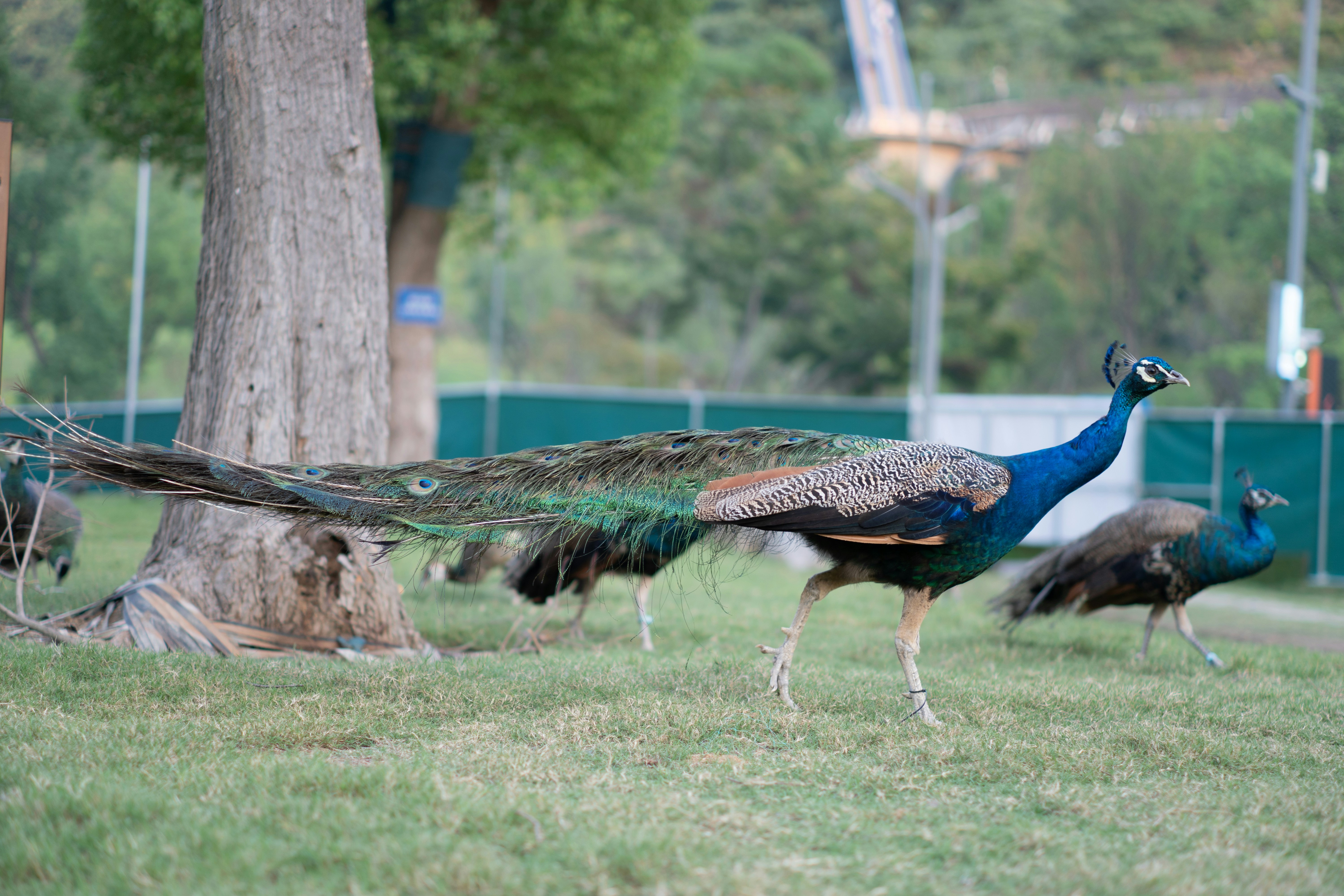 A couple of peacocks are standing in the grass photo – Free Animal ...