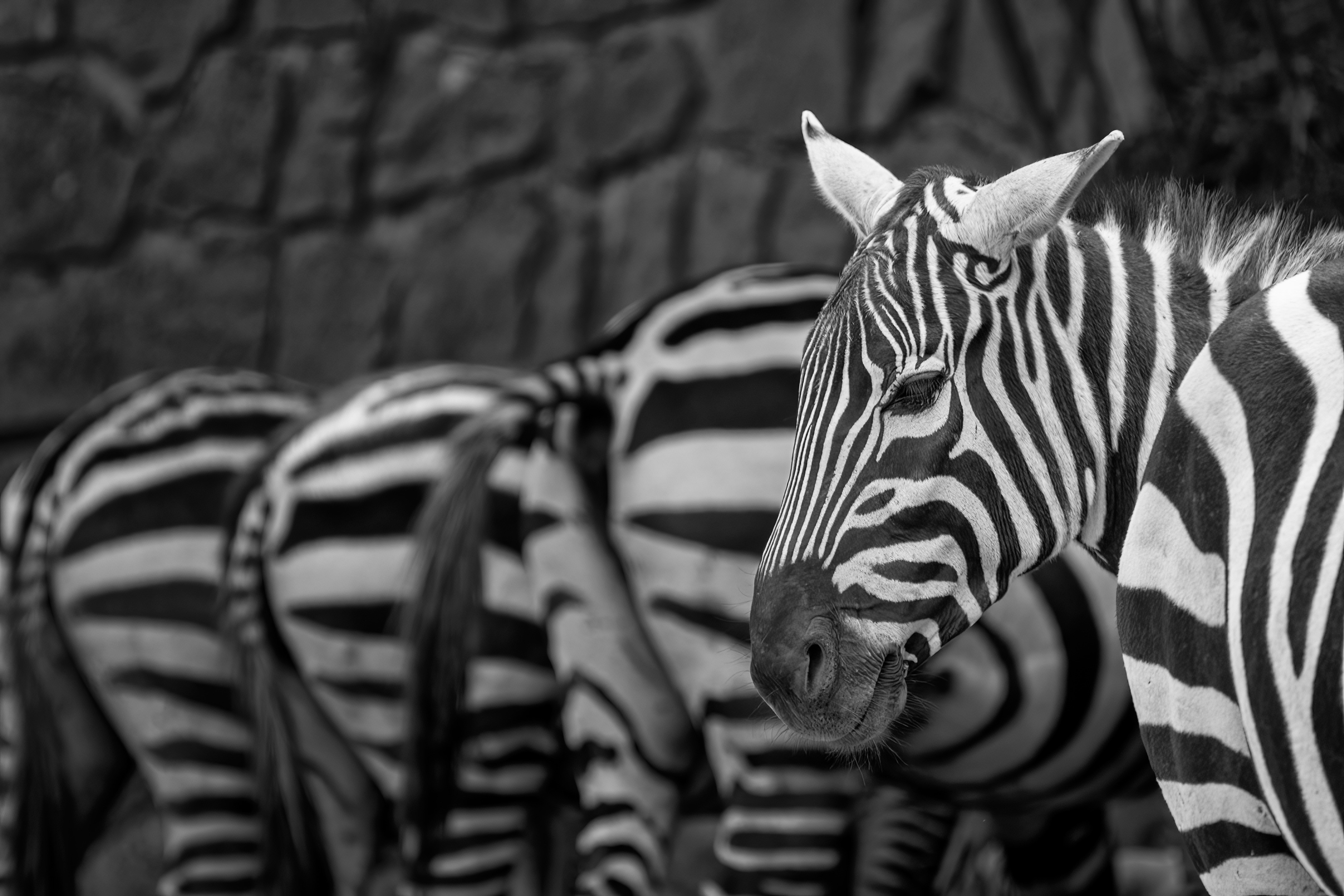 Black-and-white photograph showing a zebra in the foreground with the rest of the herd receding into the background.
