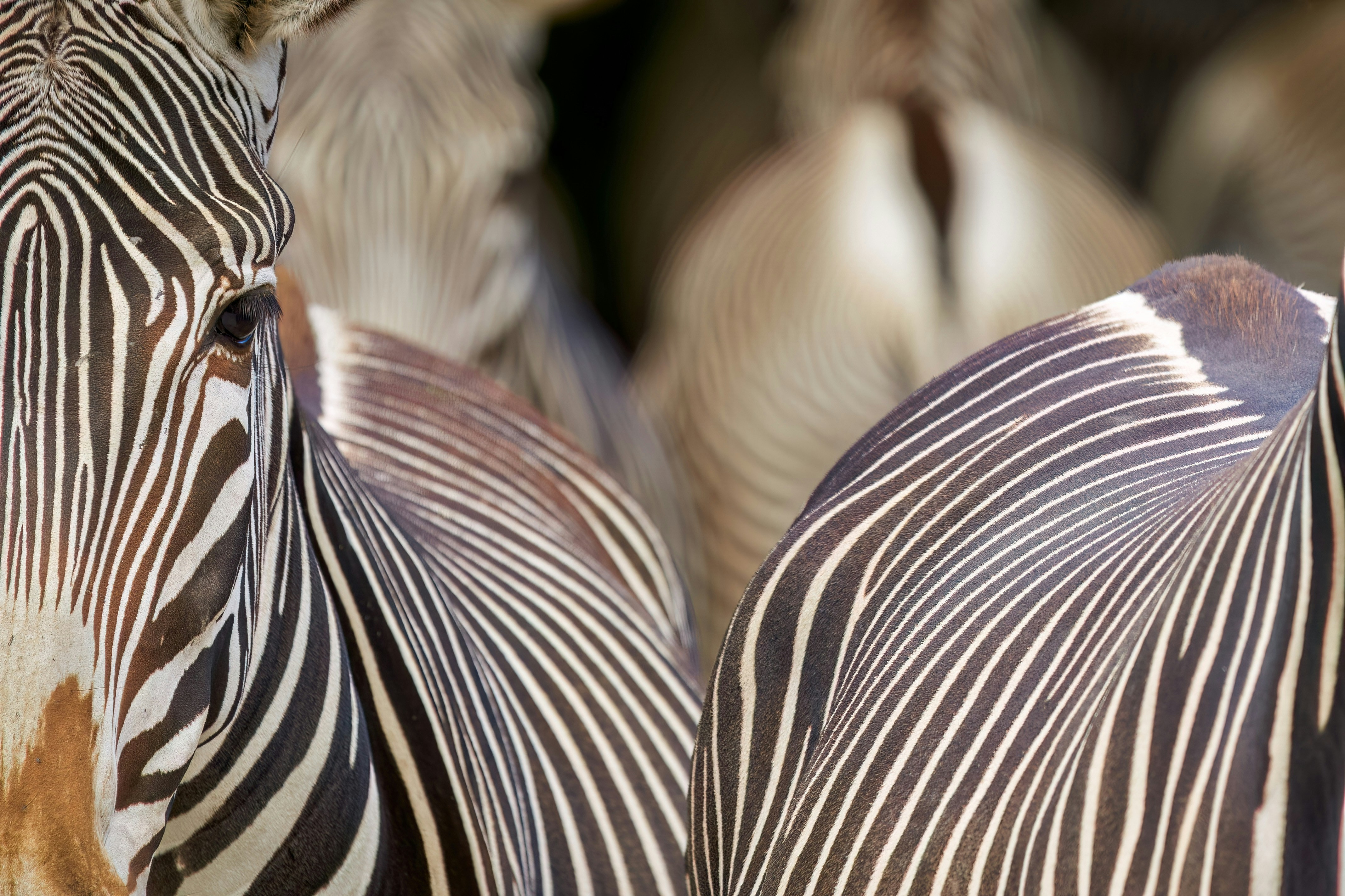 Close-Up Convergence: Zebra Stripes in a Tight Framing