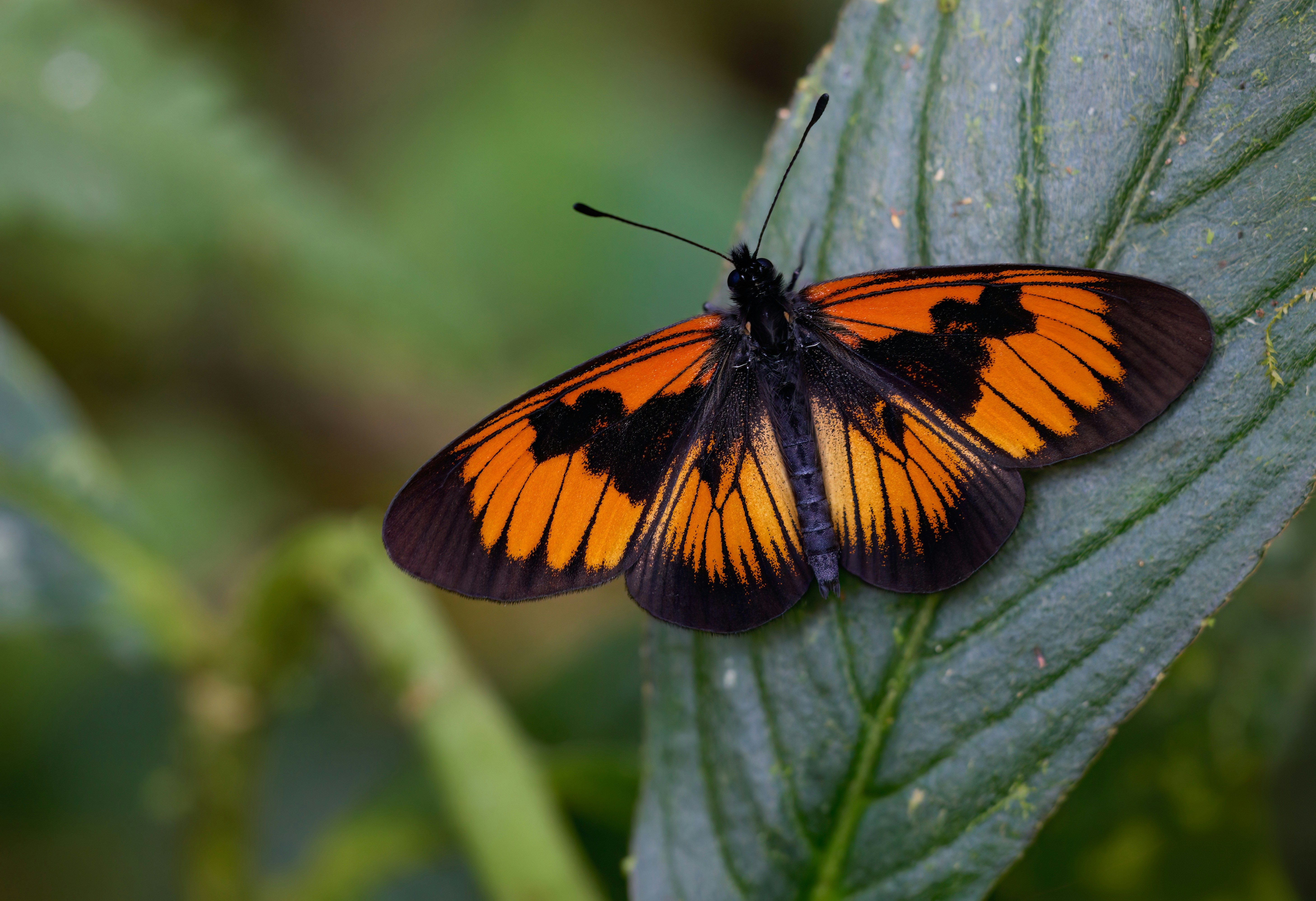 Buterfly Pictures | Download Free Images on Unsplash