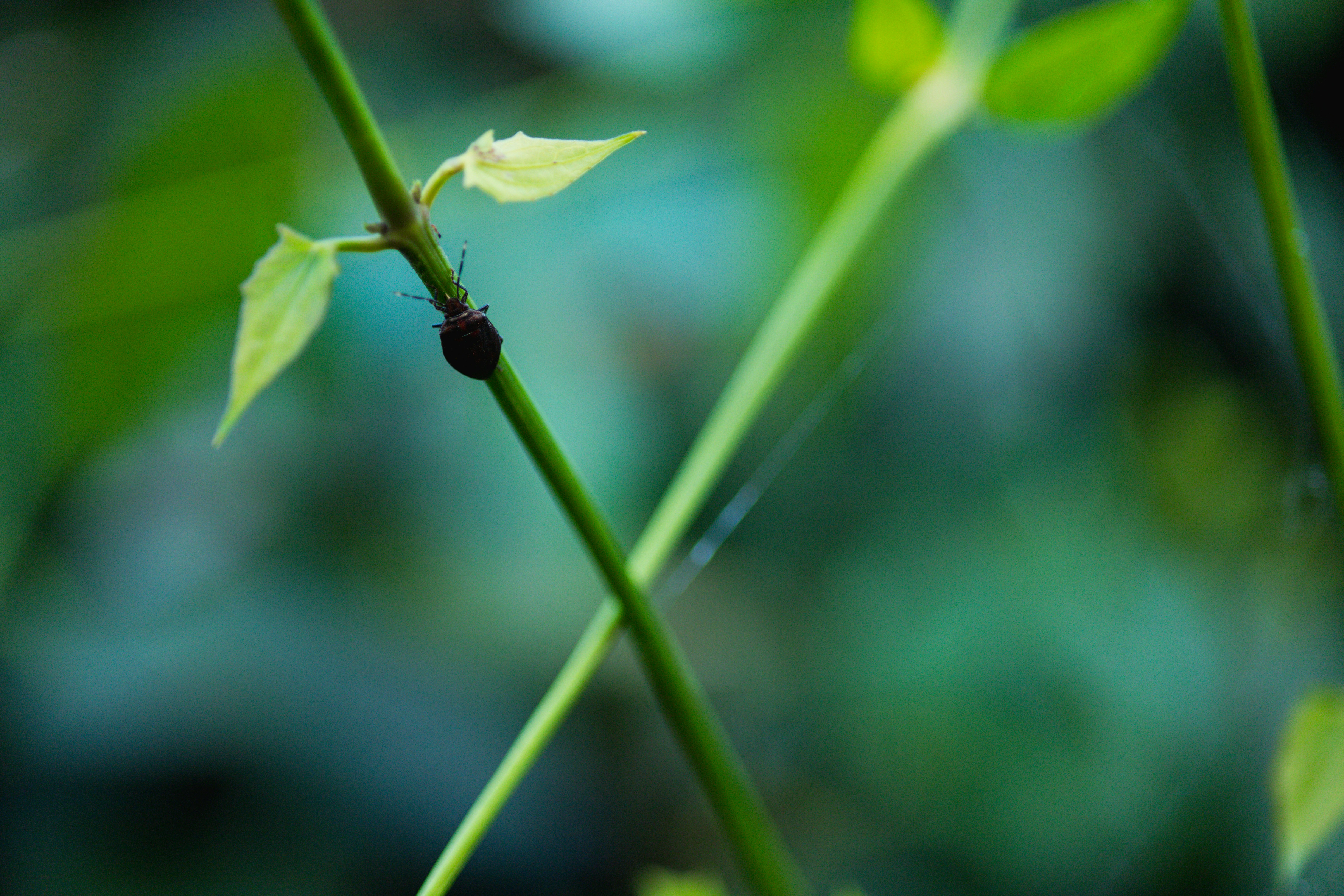 Photo by Rafael Rodrigues with Canon EOS RP