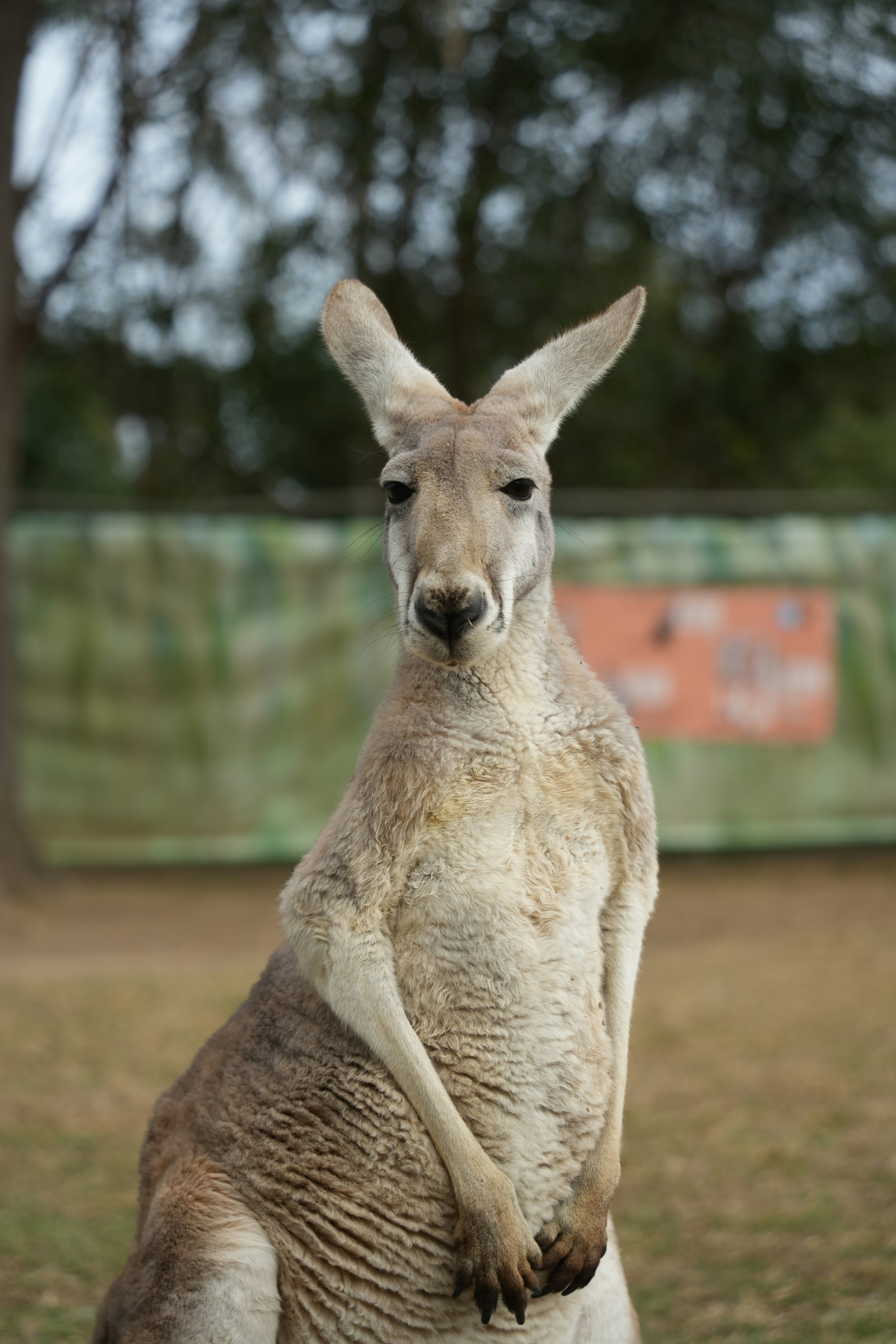Portrait of a kangaroo