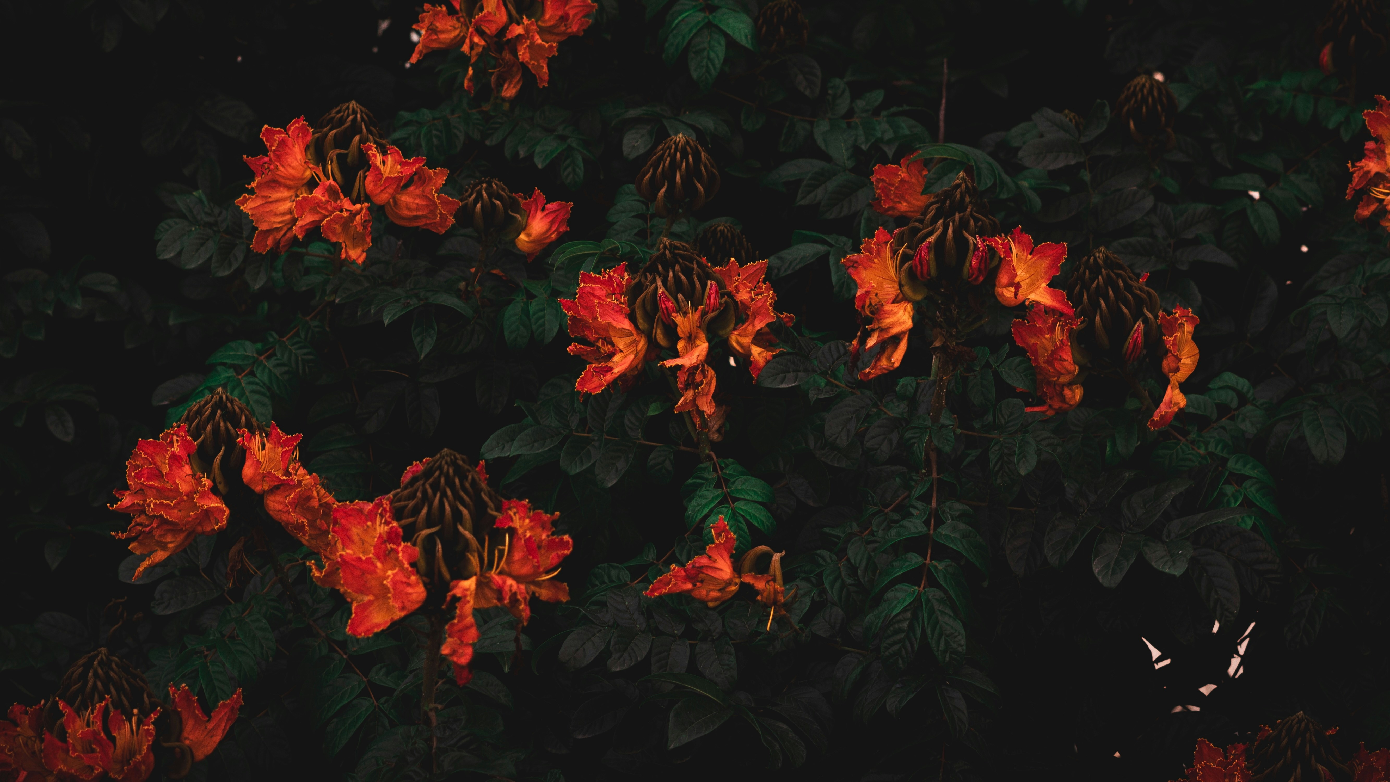 Nightfire Hibiscus: Ember Blossoms in Shadowed Foliage