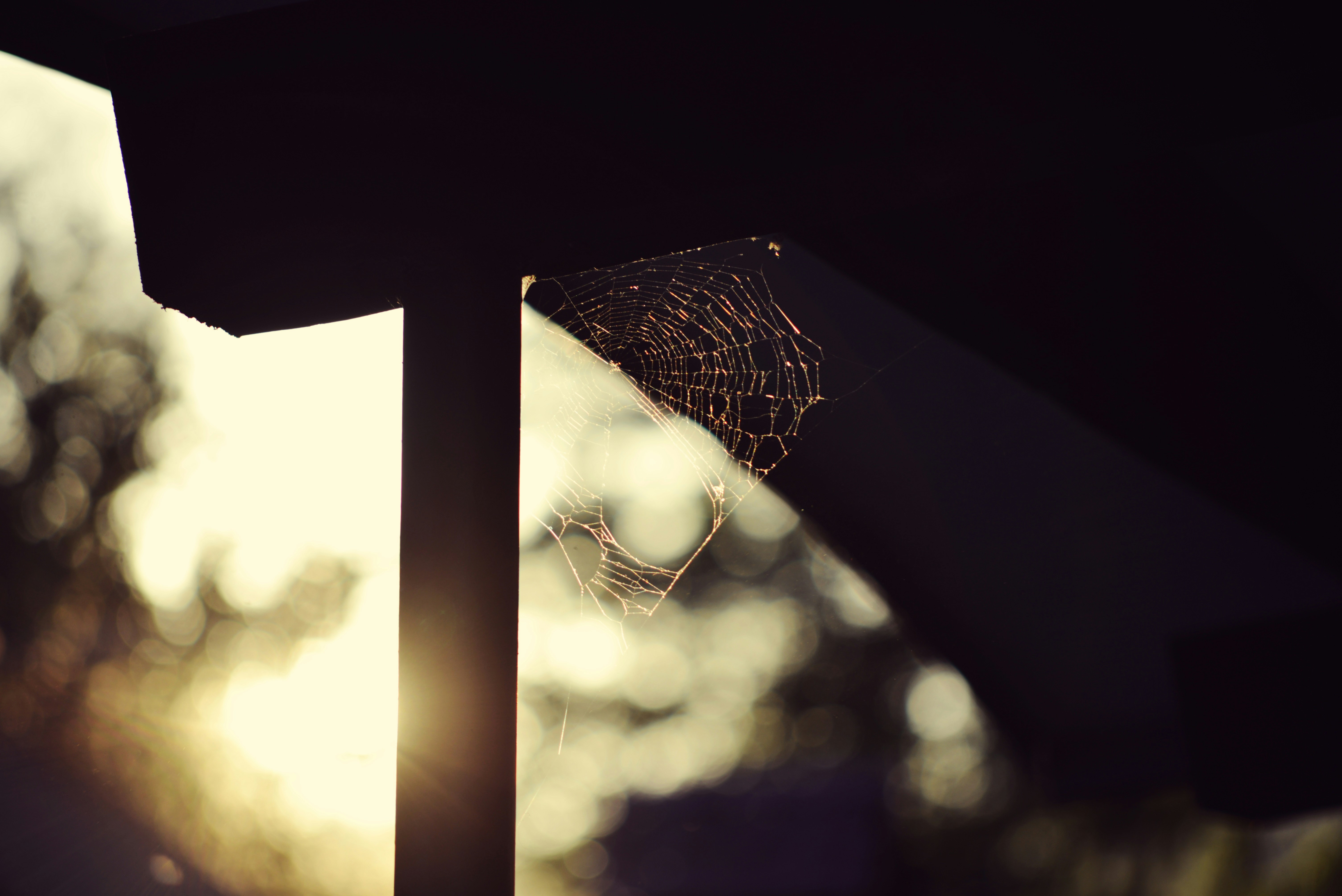 A spider web hanging from the side of a pole photo – Free Ukraine Image ...