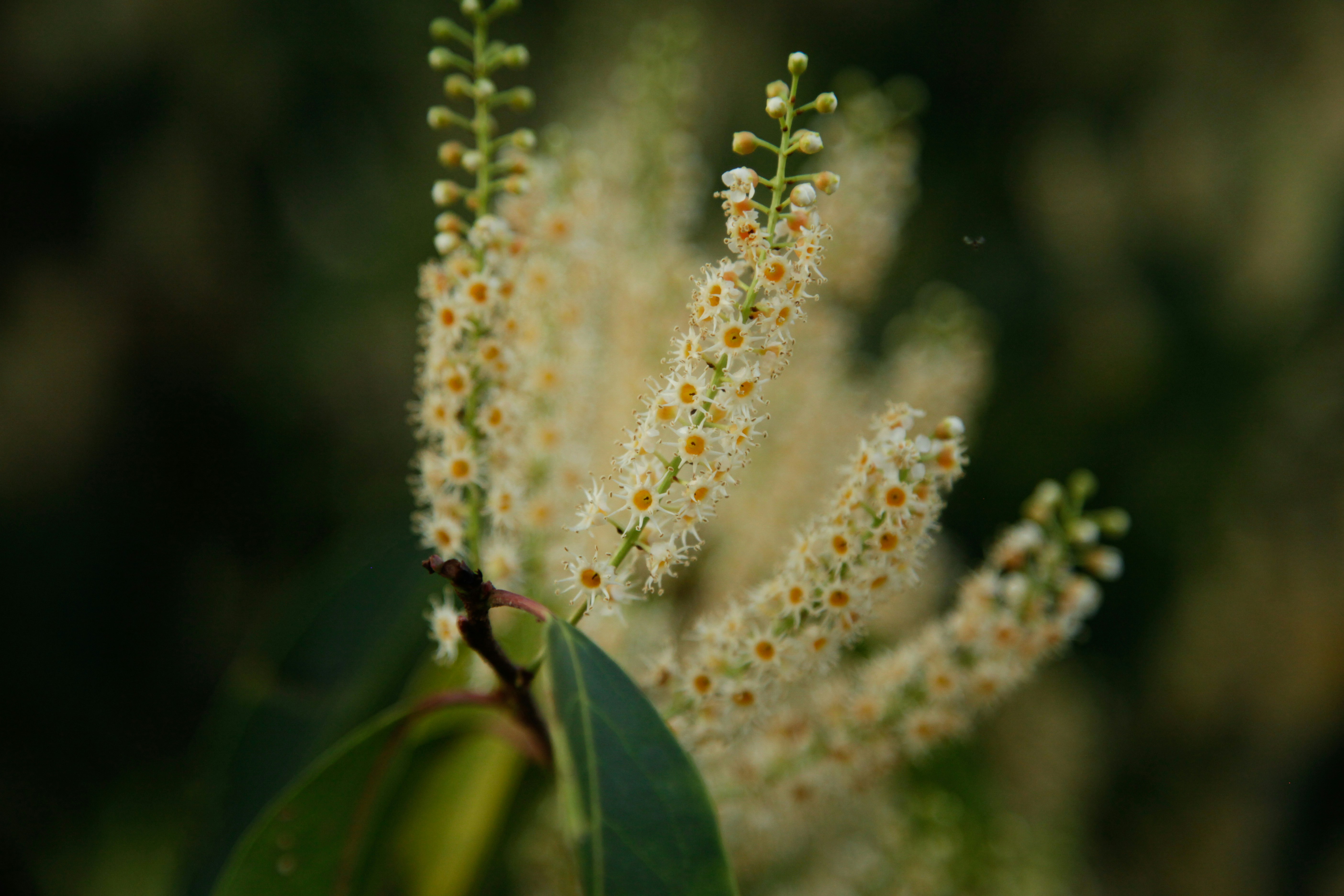 foto macro de flor do pessegueiro-bravo. | A bunch of white flowers with green leaves
