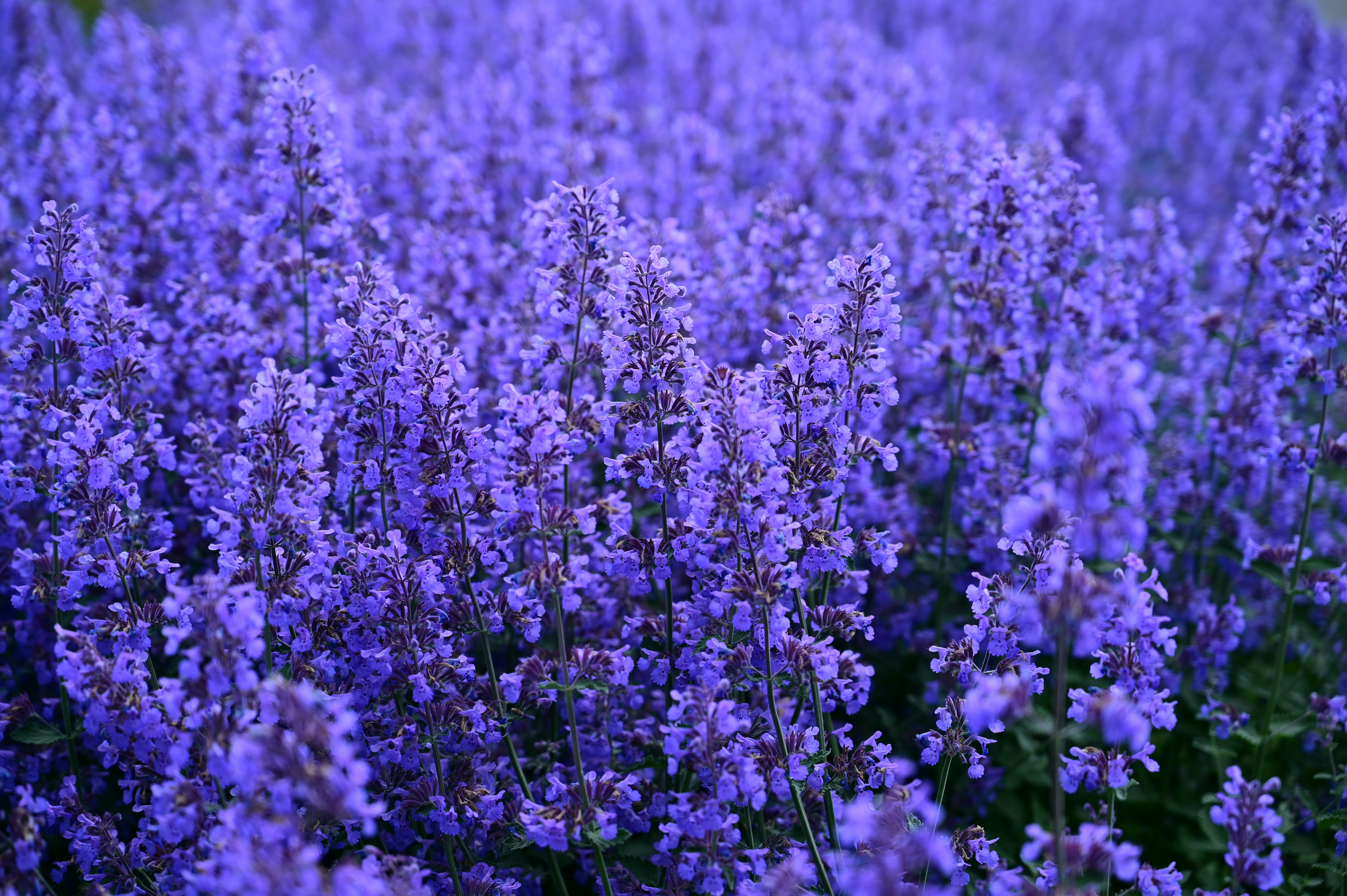 English Lavender