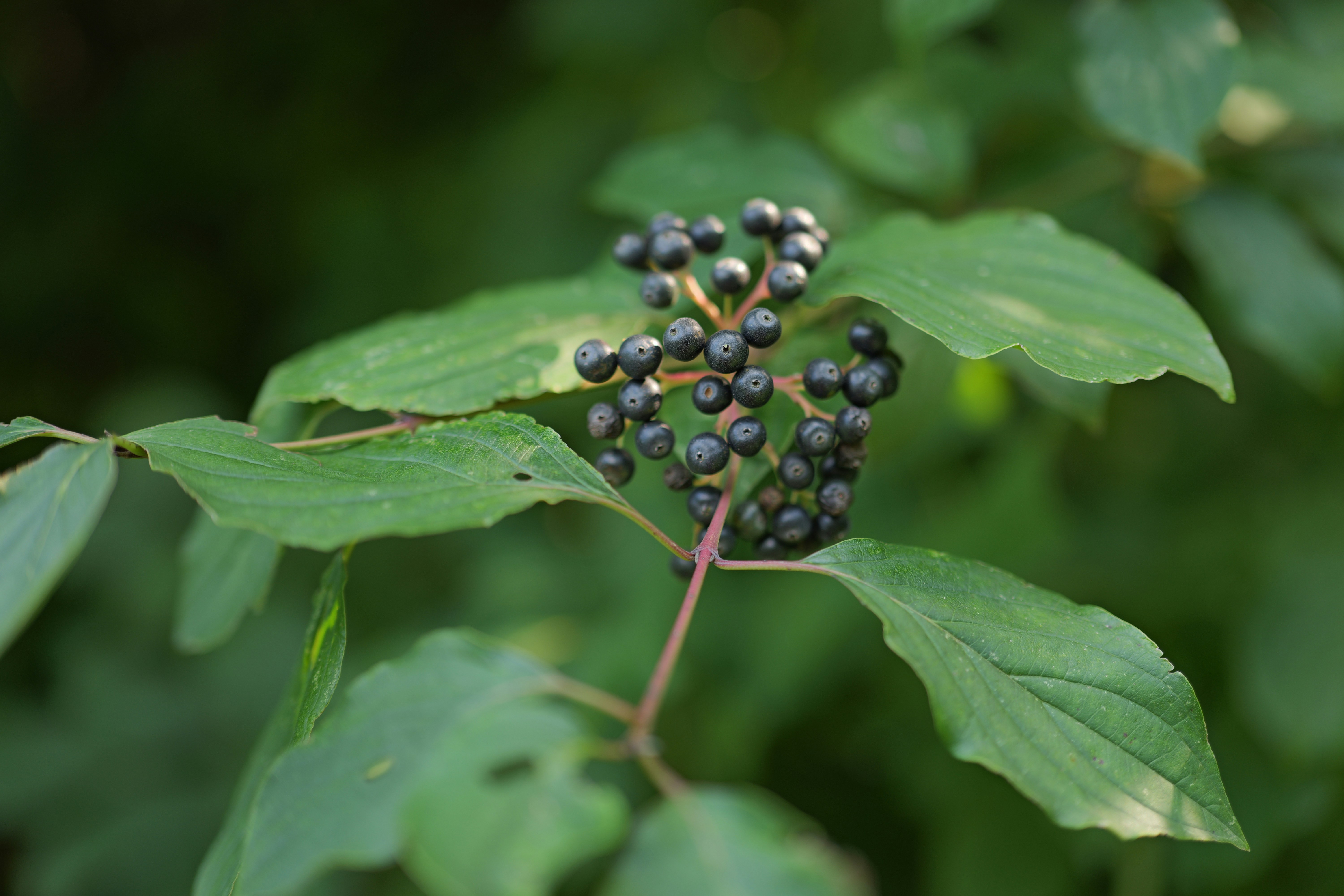 Robigalia Roundup XXXII