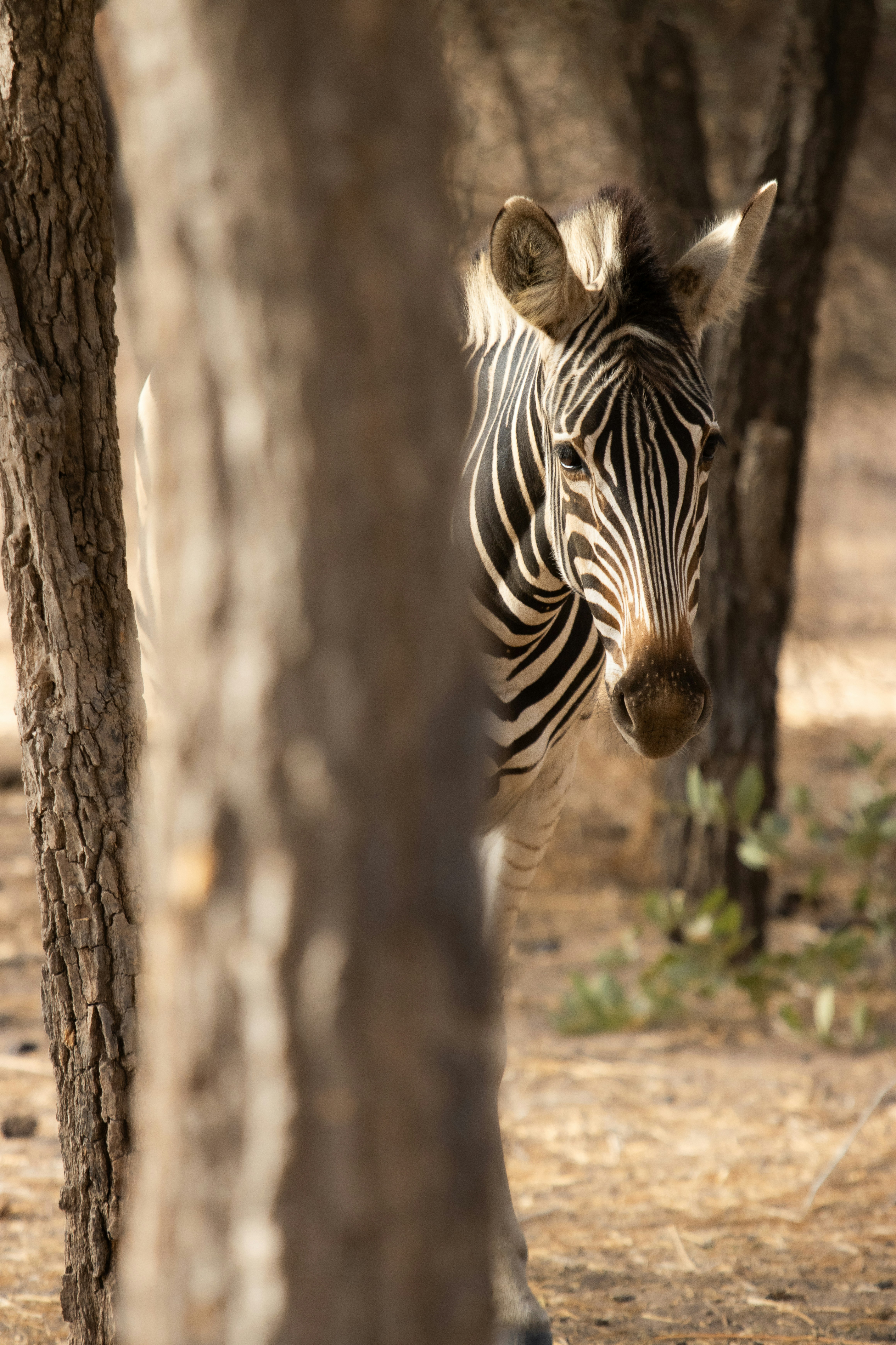 Uma zebra ao lado de uma árvore em uma floresta foto – Imagem grátis ...