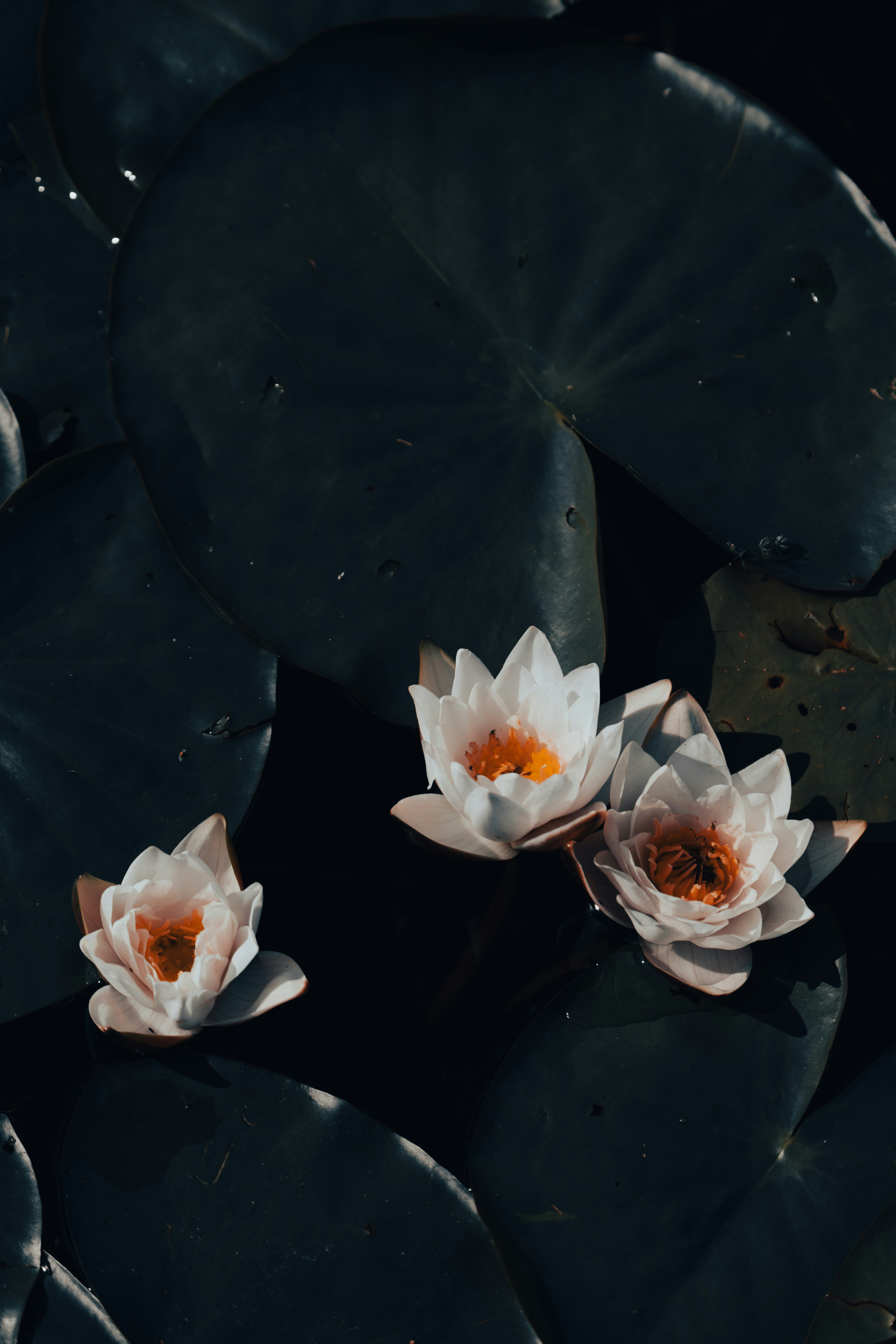 Three White Water Lilies with Orange Centers Nestle Against a Shadowed Pond