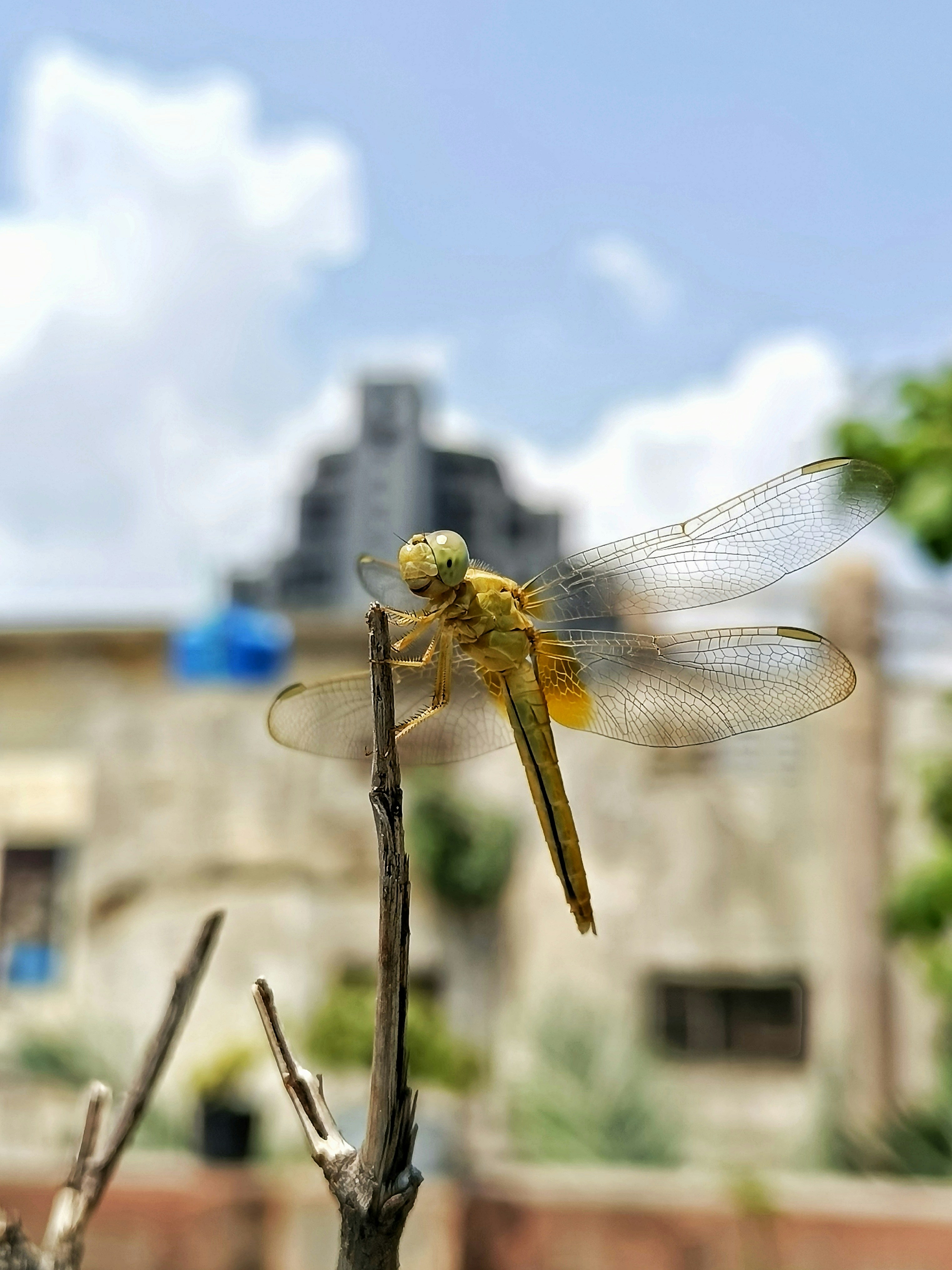 Une libellule jaune posée au sommet d’une branche d’arbre photo – Image ...