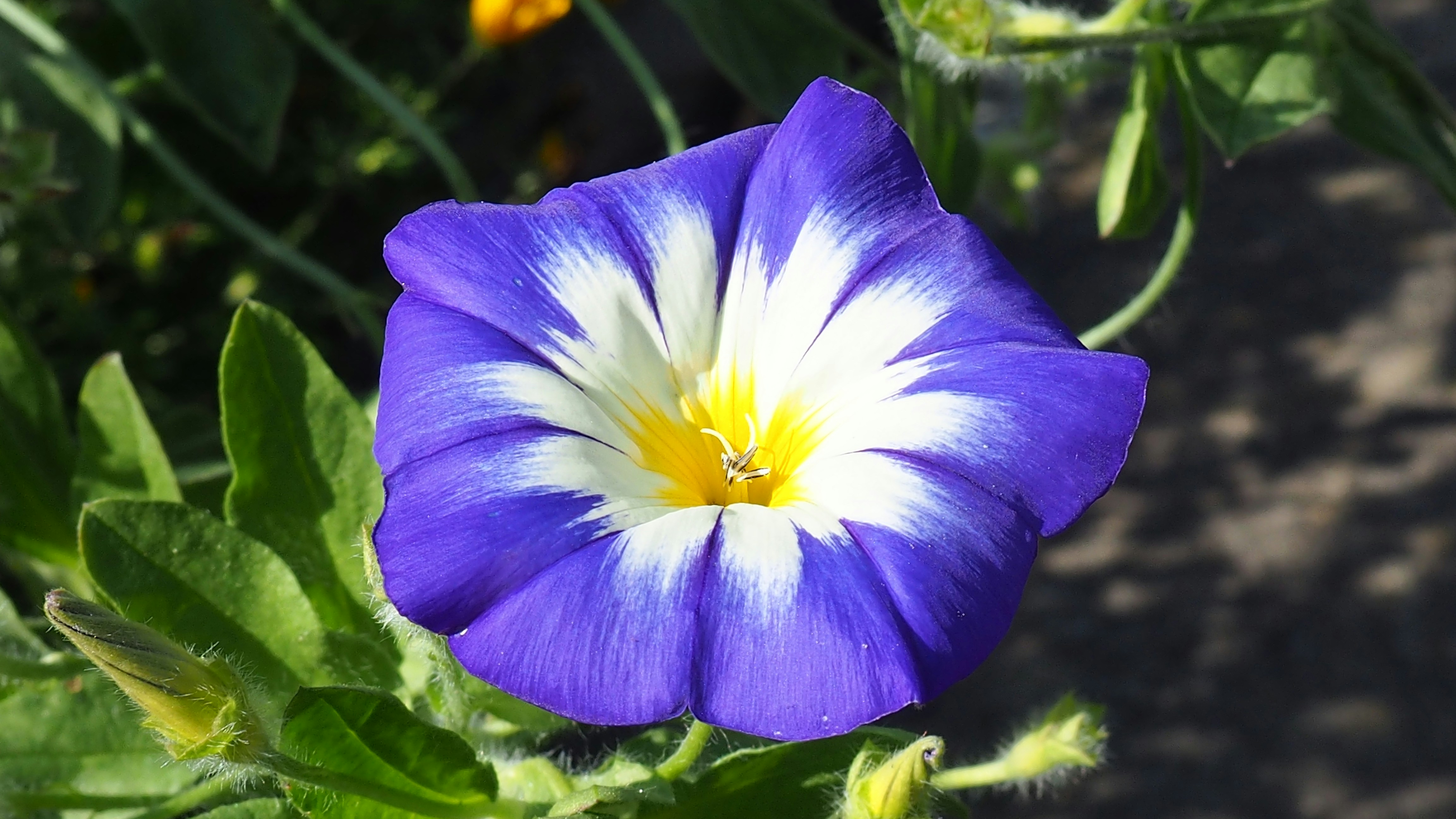 Convolvulaceae - Convolvulus tricolor L. - Dreifarbige Winde | A purple flower with a yellow center in a garden
