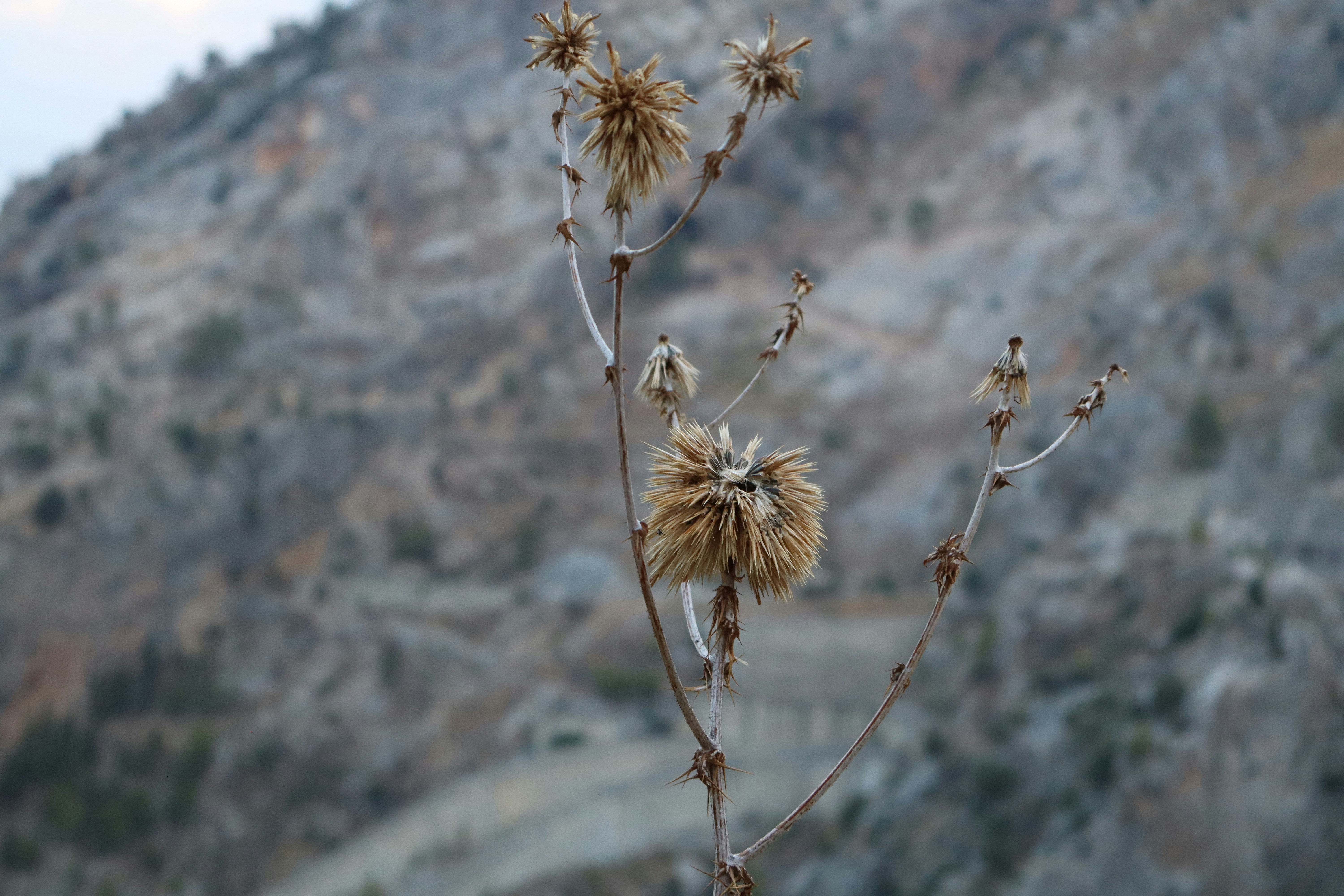 Dry Seed Heads Framed by a Desert Canyon Blur