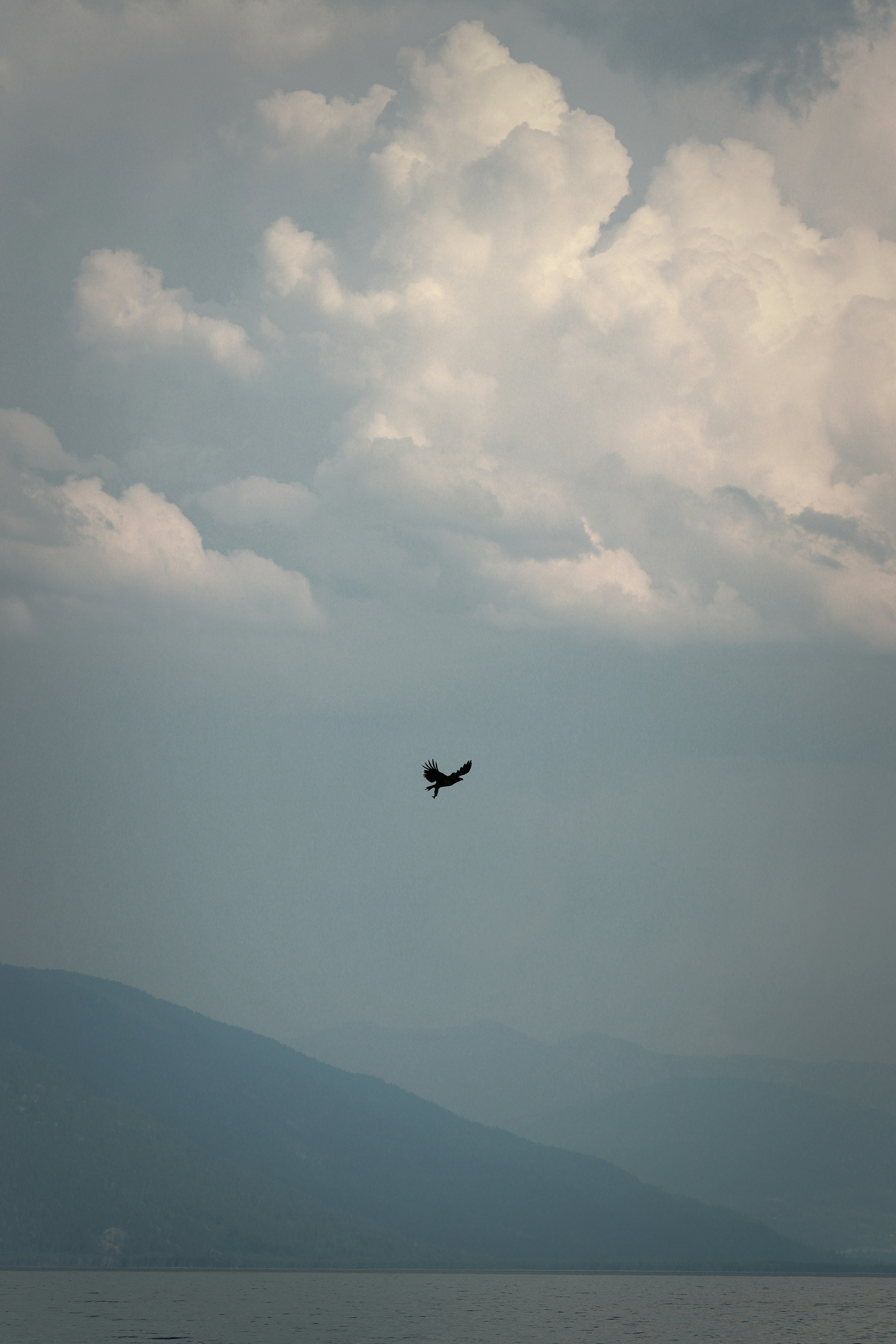 Lone Bird Over a Quiet Ridge: A Solitary Flight Across Misty Mountains