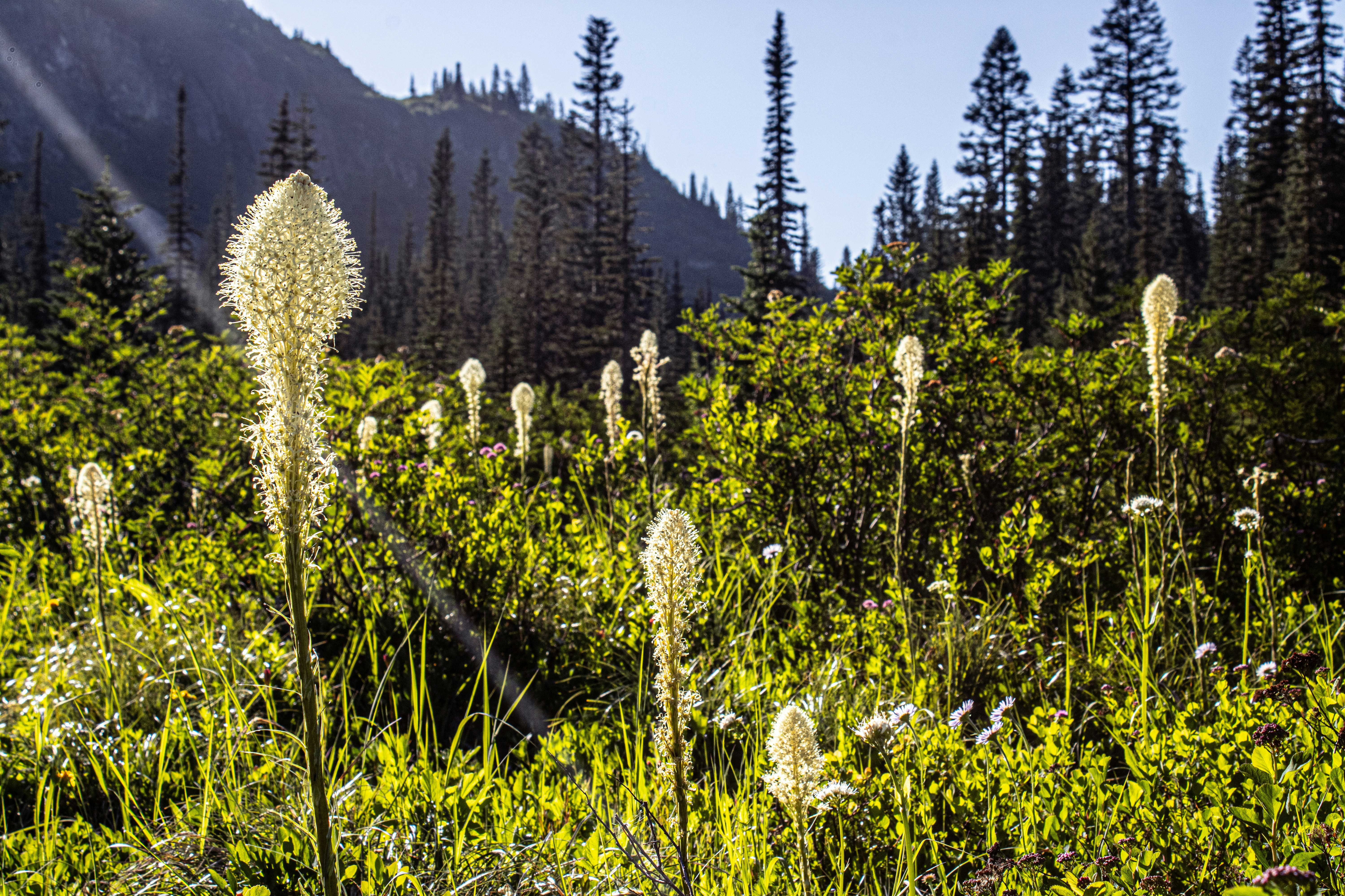 Sunlit Wildflowers in a Mountain Meadow