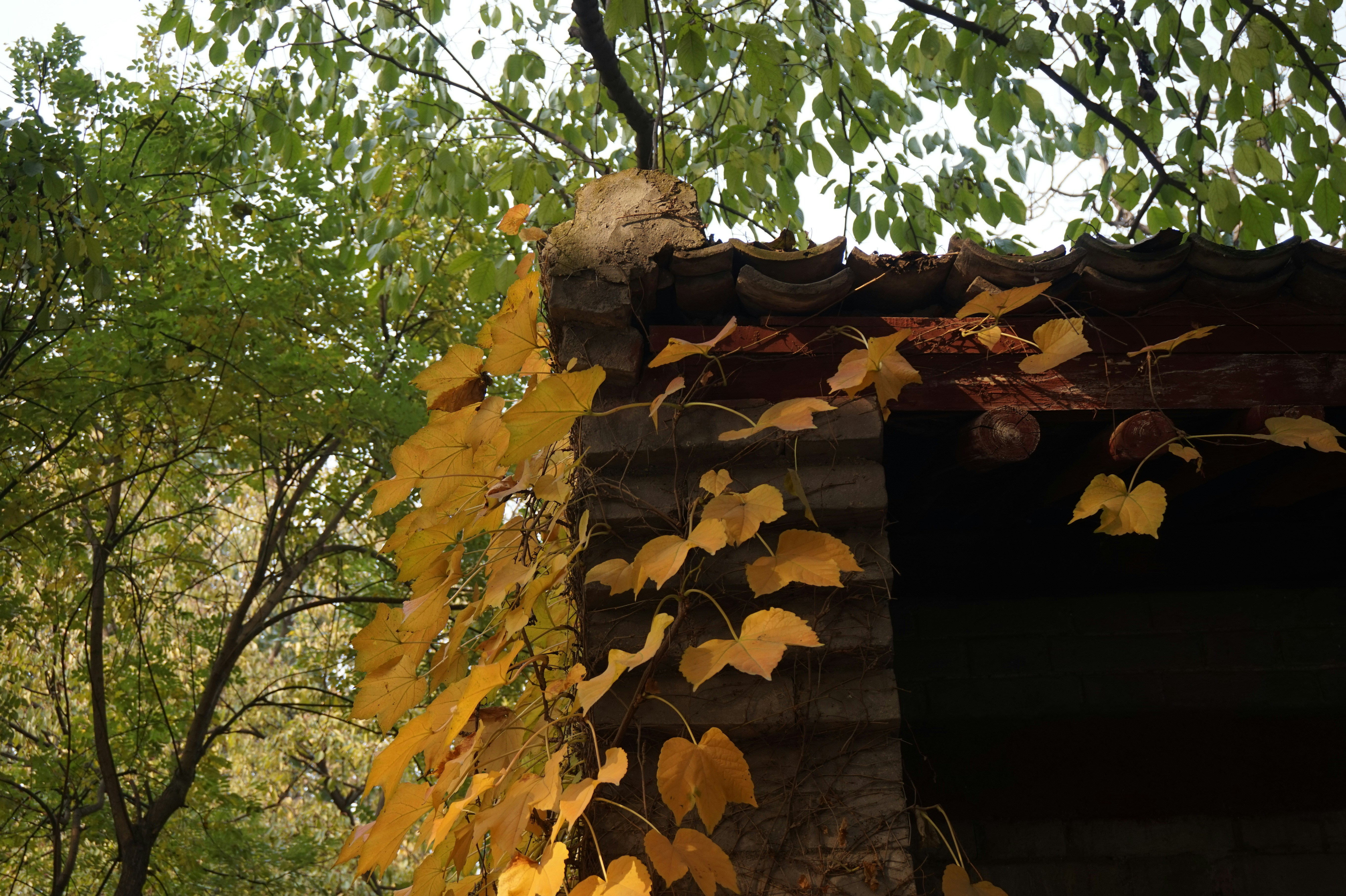 Golden Ivy Crowned a Weathered Roof in Autumn Light