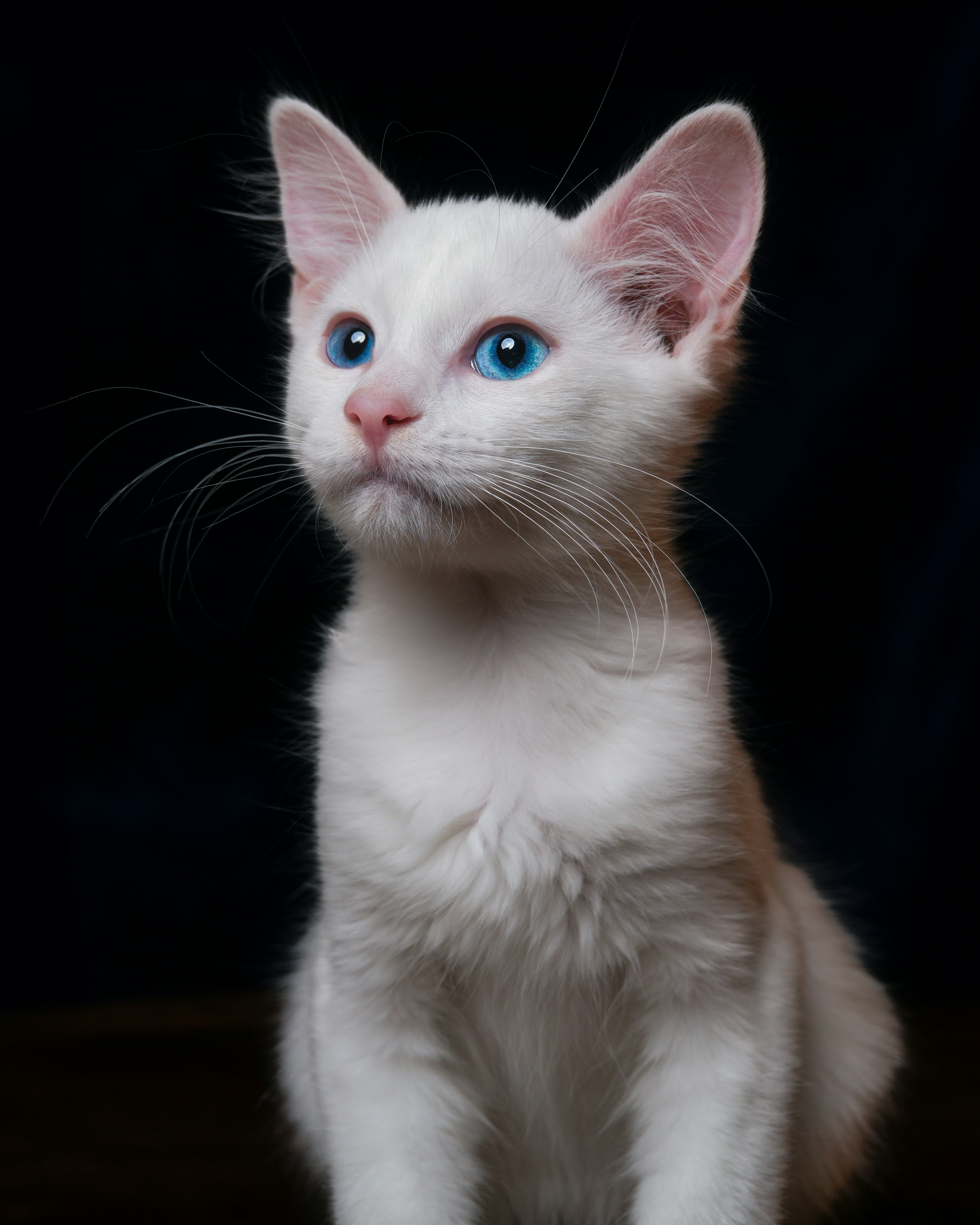 A white kitten with blue eyes sitting on a table photo – Free Cat Image ...