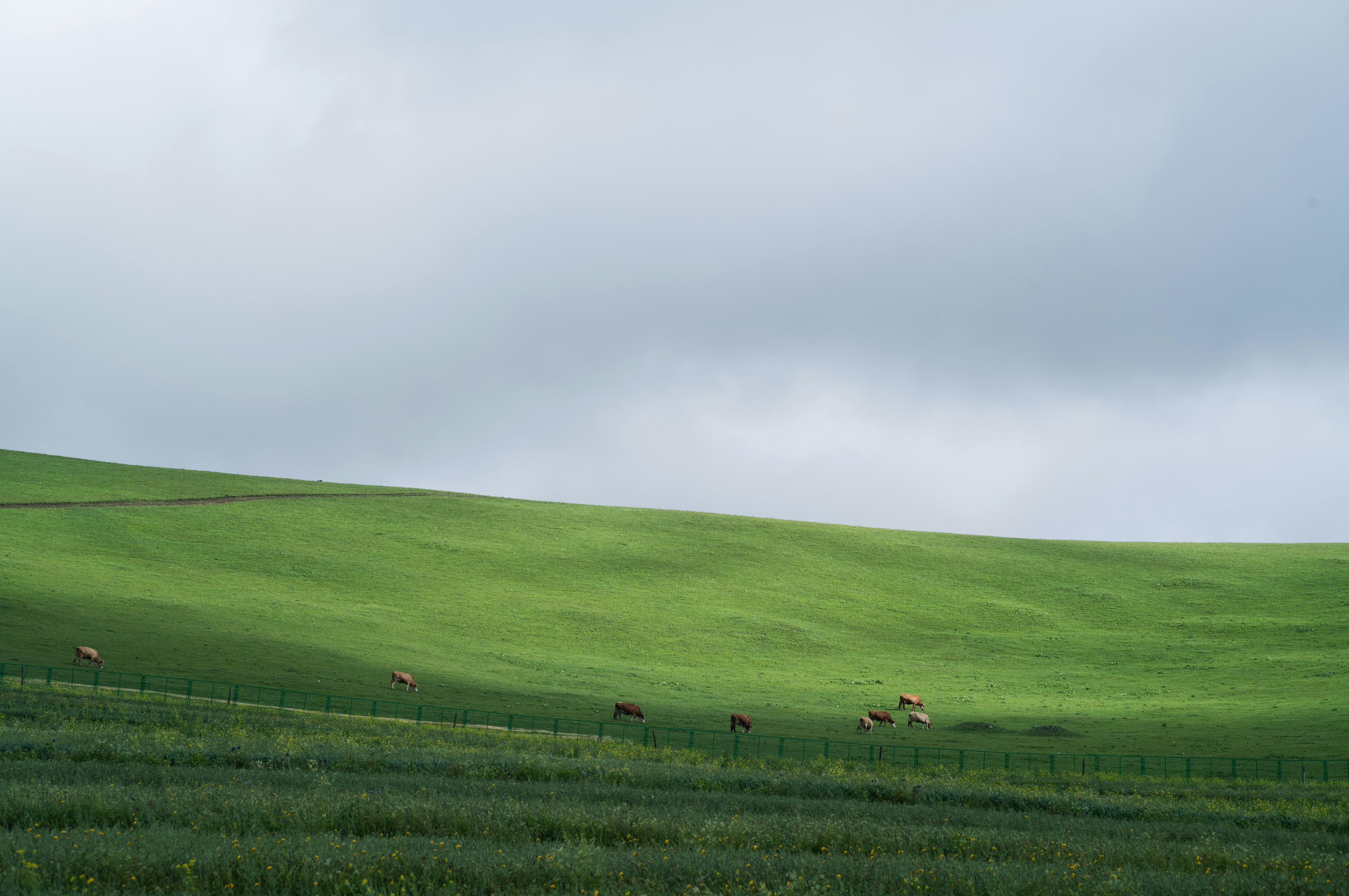 A green field with animals grazing on it photo – Free Countryside Image ...