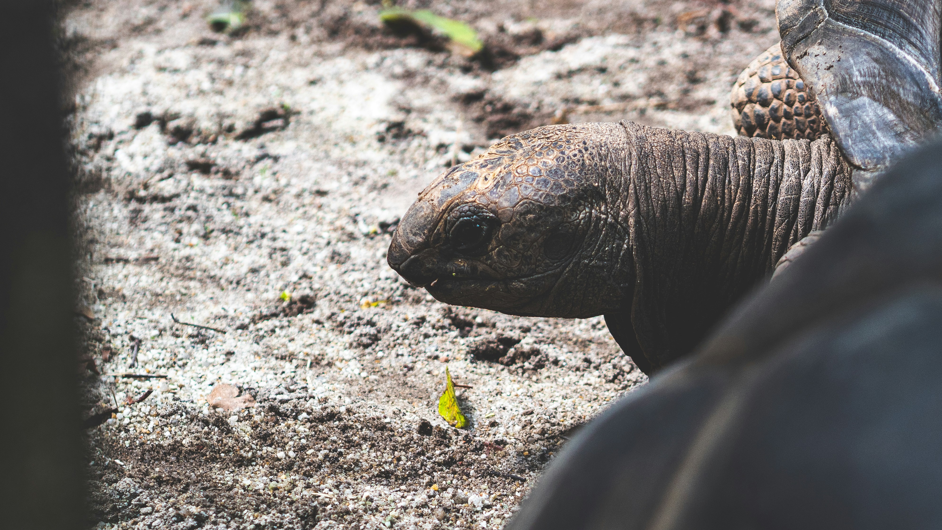 Dust and Patience: Close-Up of a Desert Tortoise on a Sun-Warmed Path