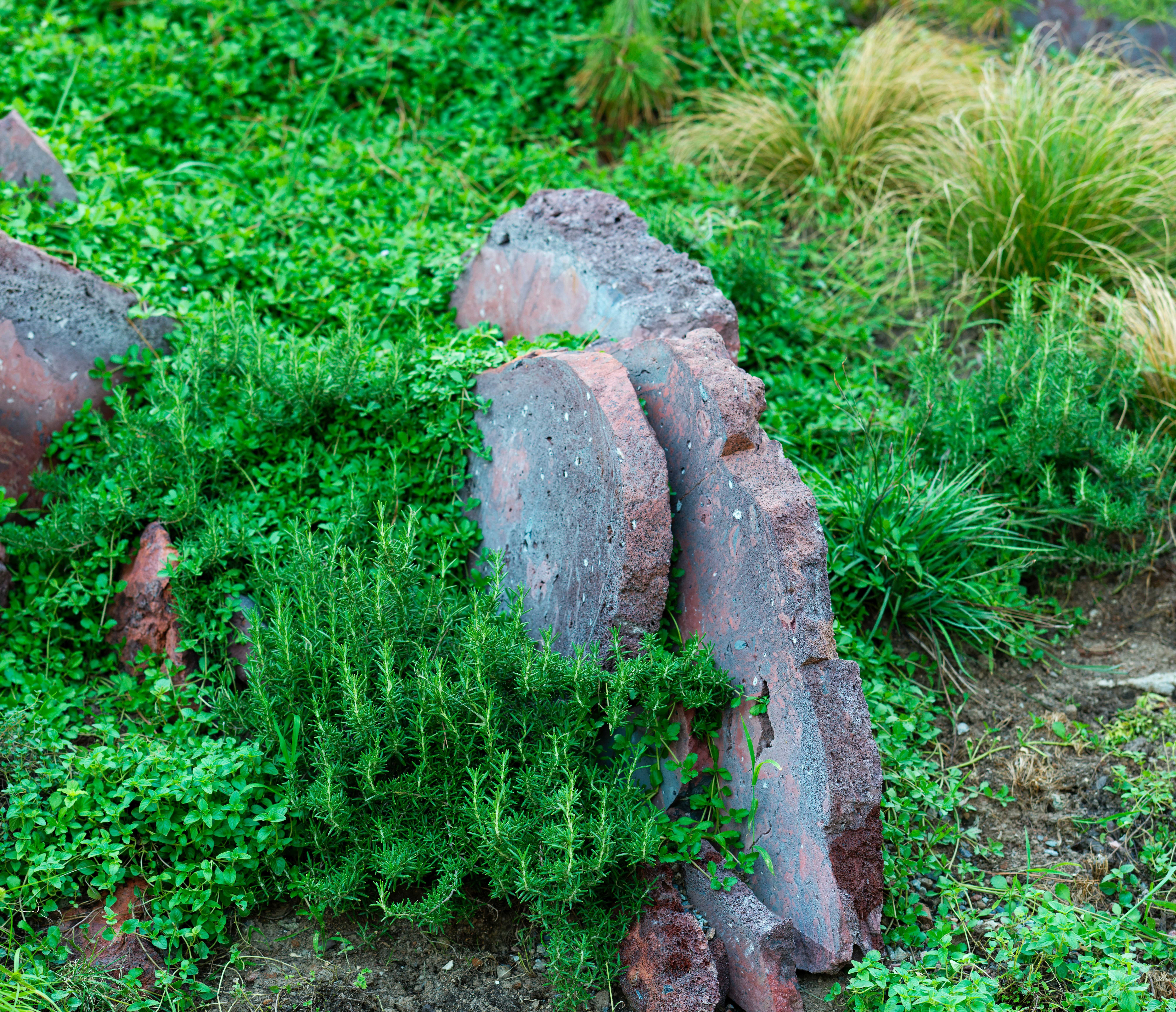Moss-Clad Rock Columns Rise in a Quiet Garden