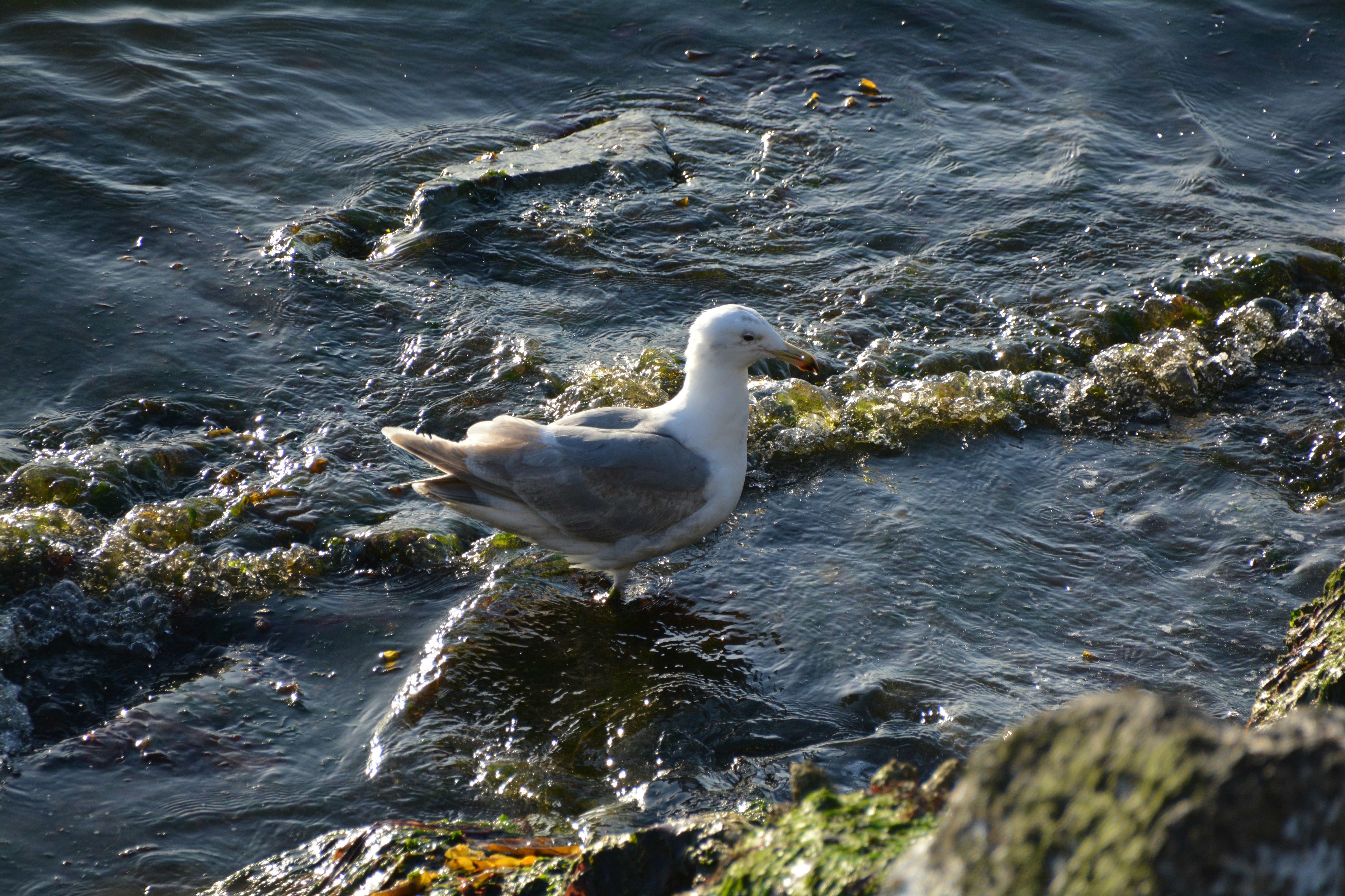 Seagull Stands Dust‑Bright on Tidal Rock