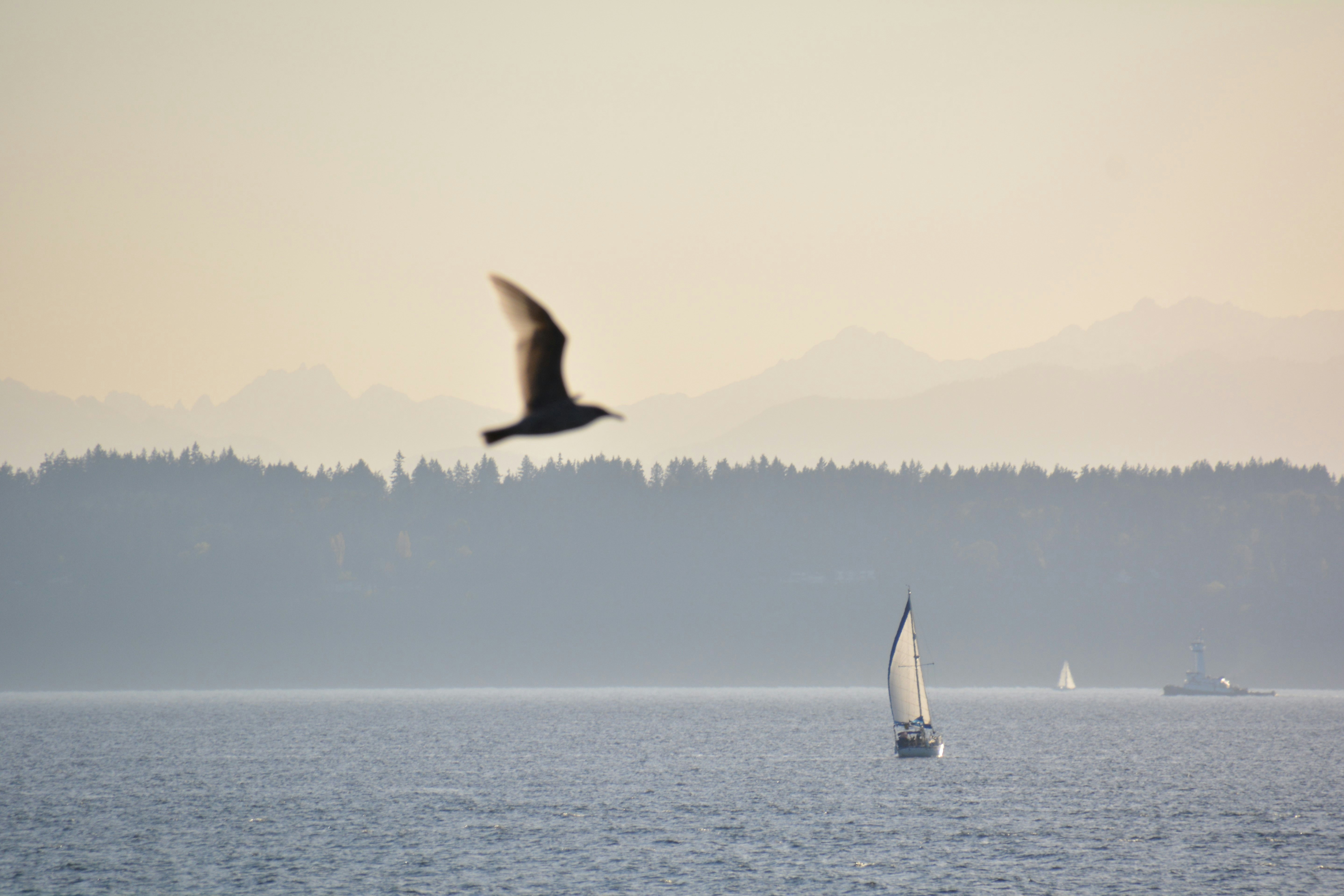 Gull in Flight Over a Misty Bay with Distant Sails