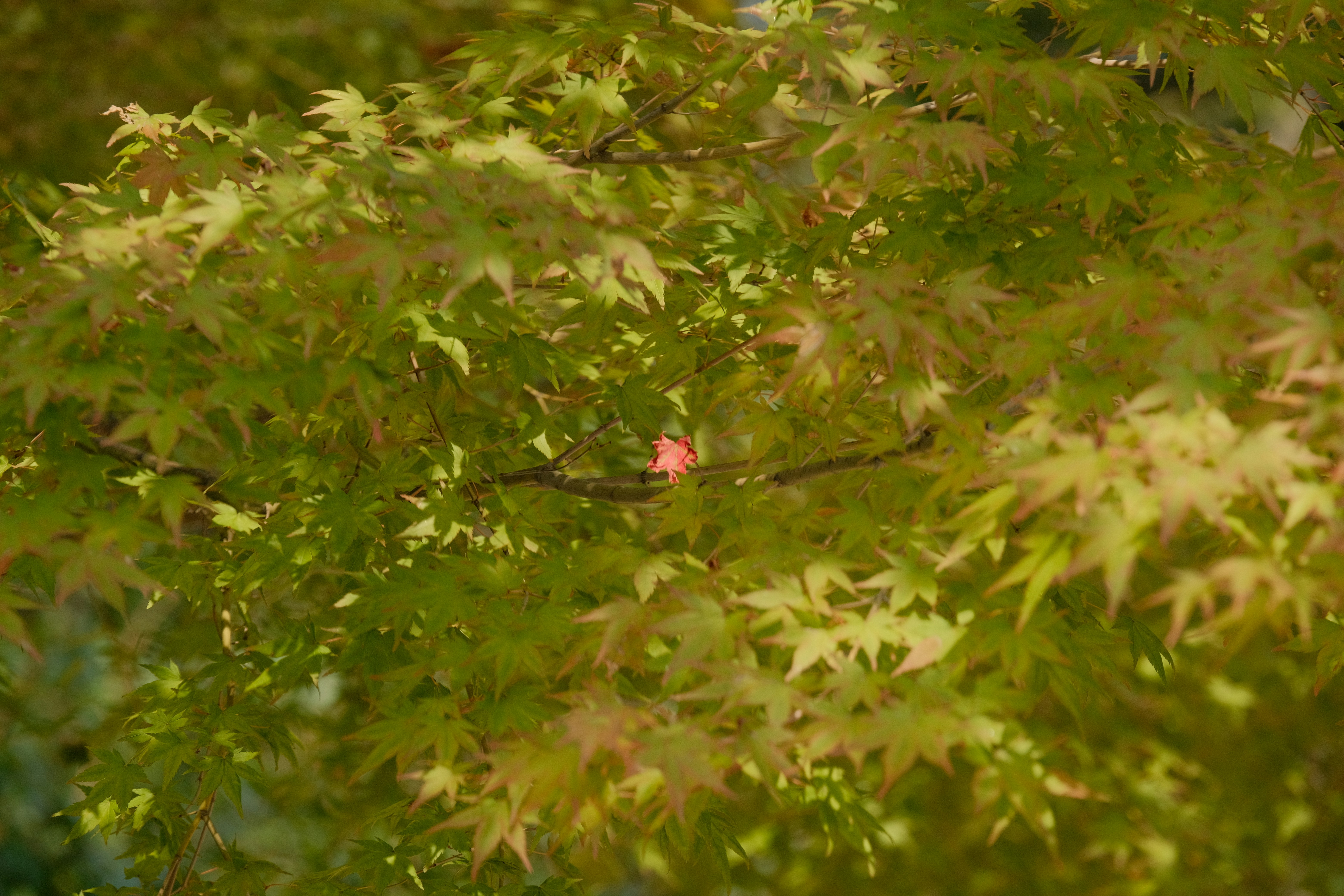 Crimson Centerpiece in a Sea of Maple Green