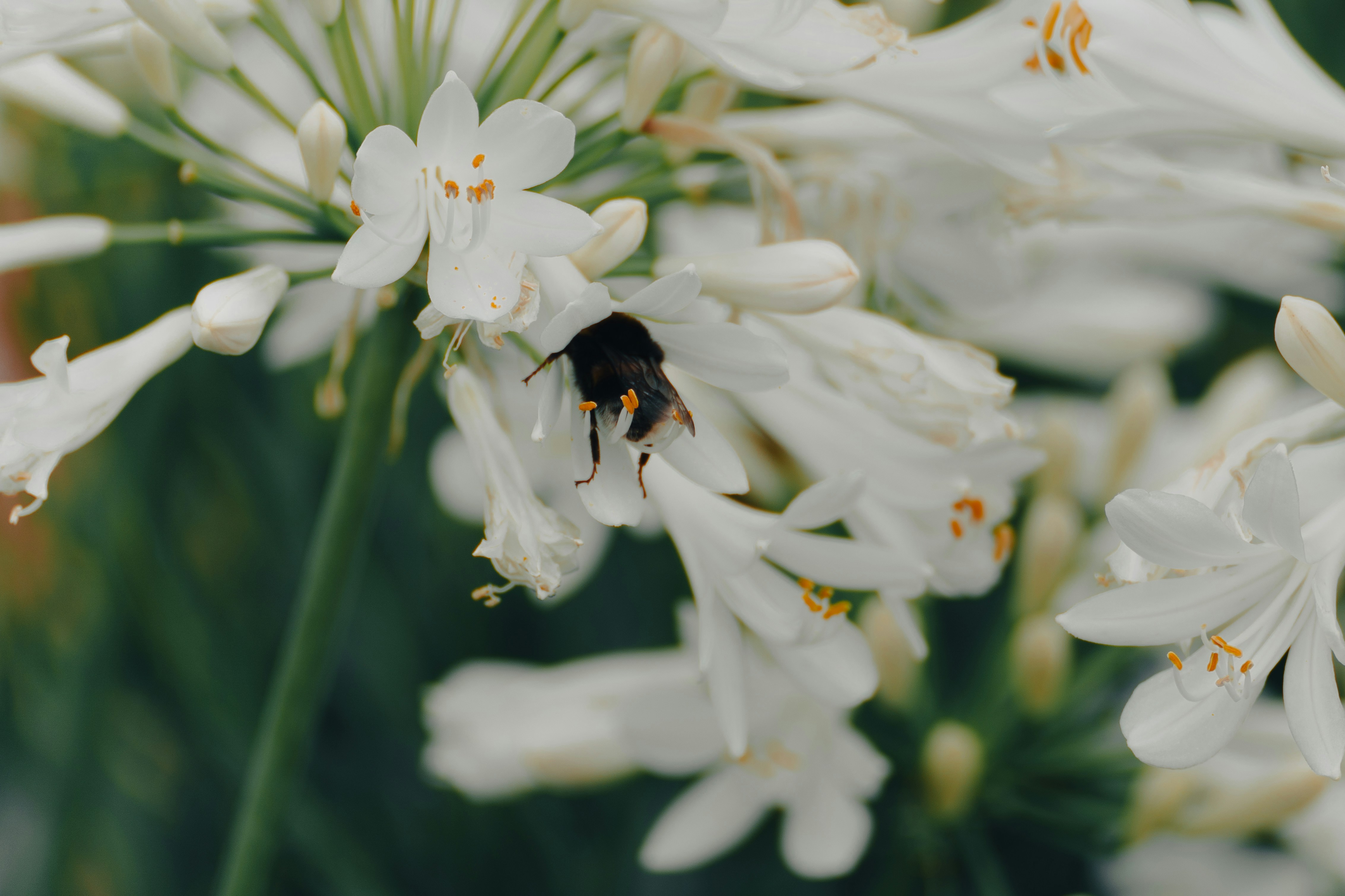 Pollinator's Pause among a Halo of White Blossoms