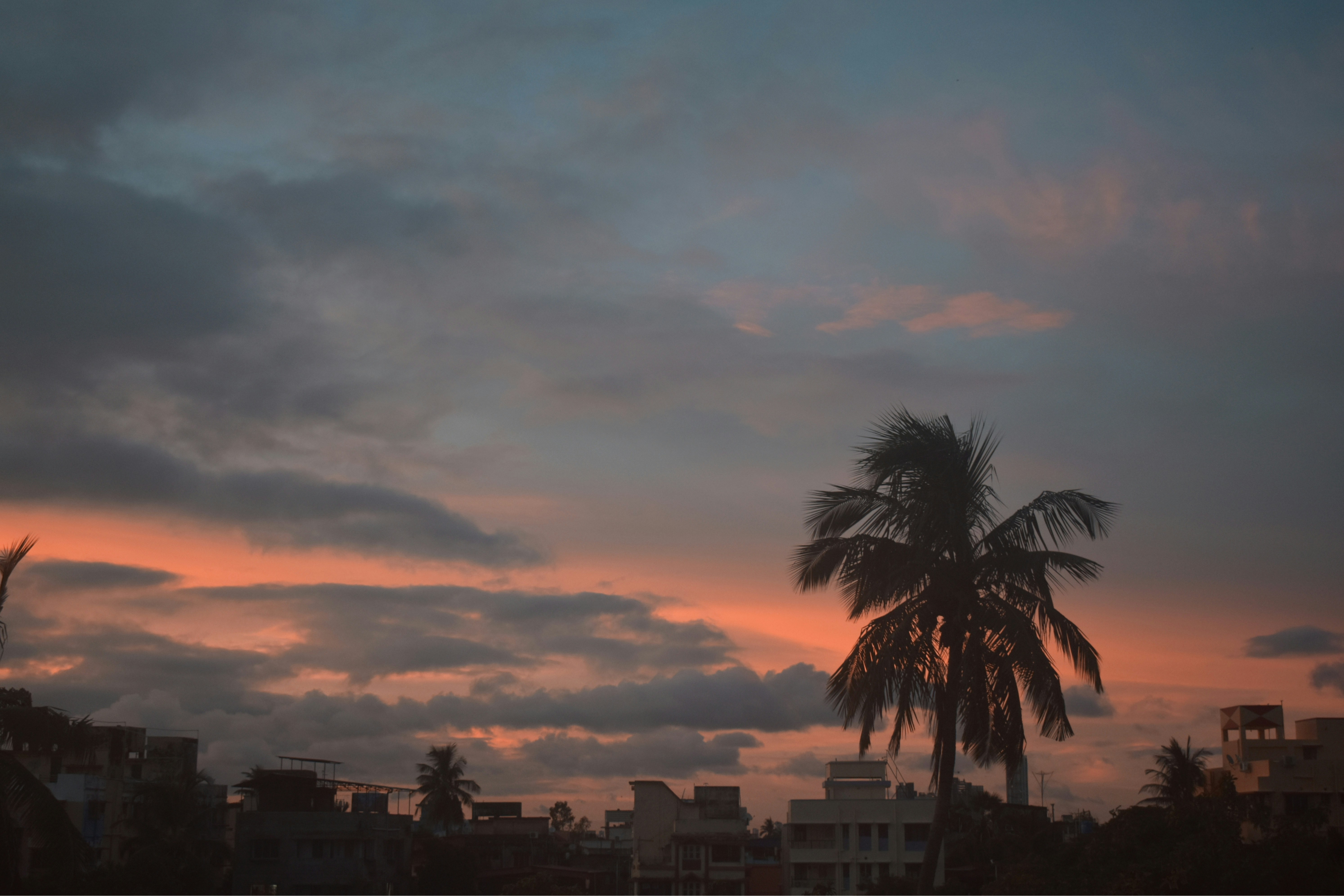 Silhouetted Oasis: Palm Against a Pollock Sky at Dusk