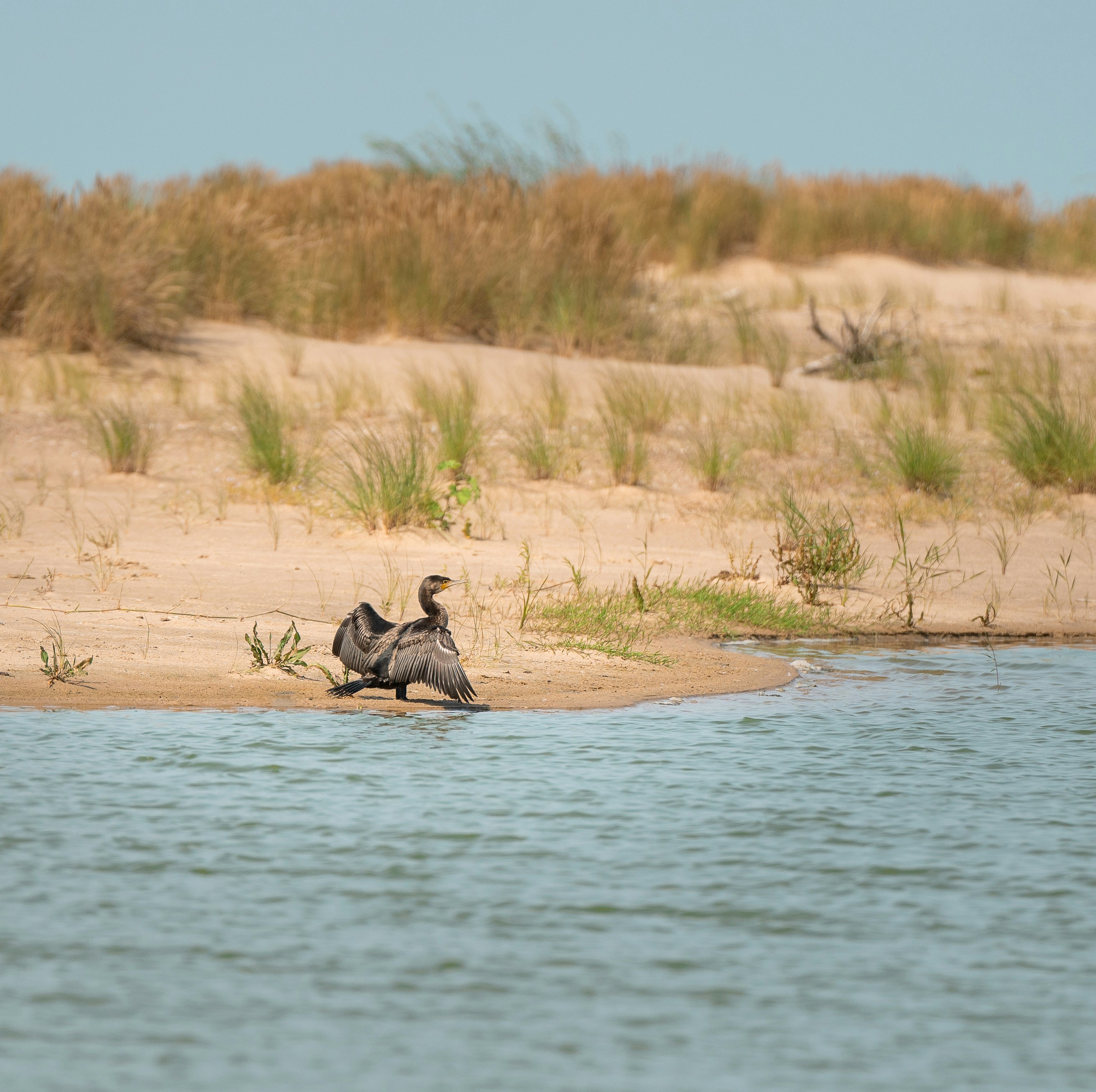 A lone bird stretches its wings on a sandy shoreline. Grasses and low dunes frame the calm blue water beyond.